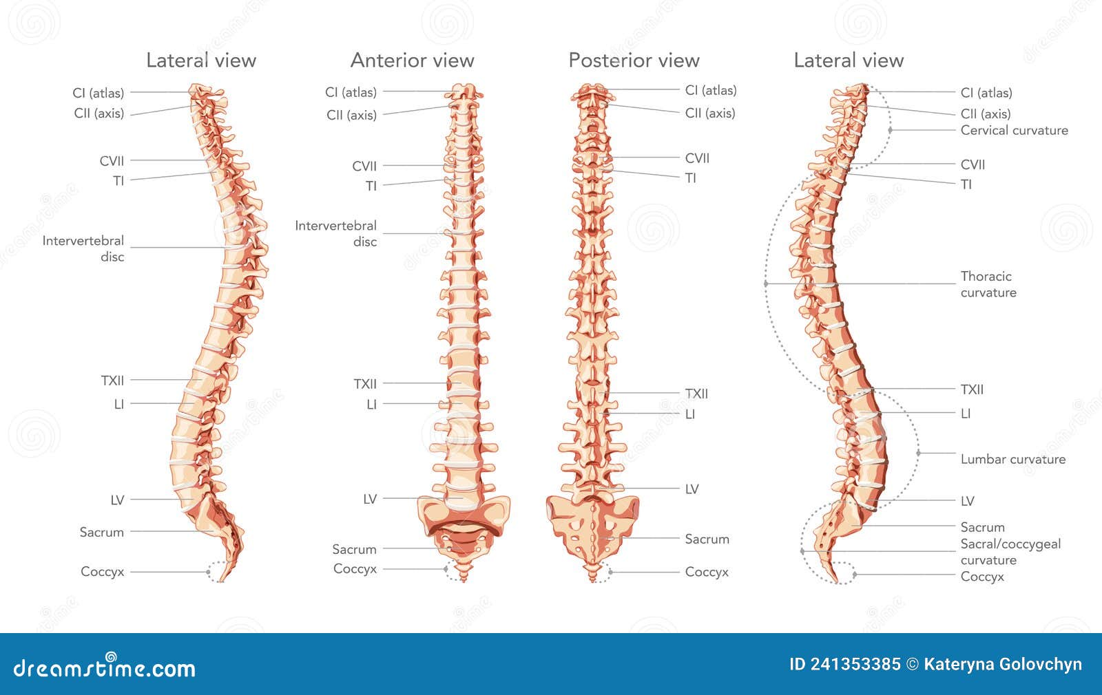 The Human Vertebral Column in Front, Back, Side View with Main Parts ...