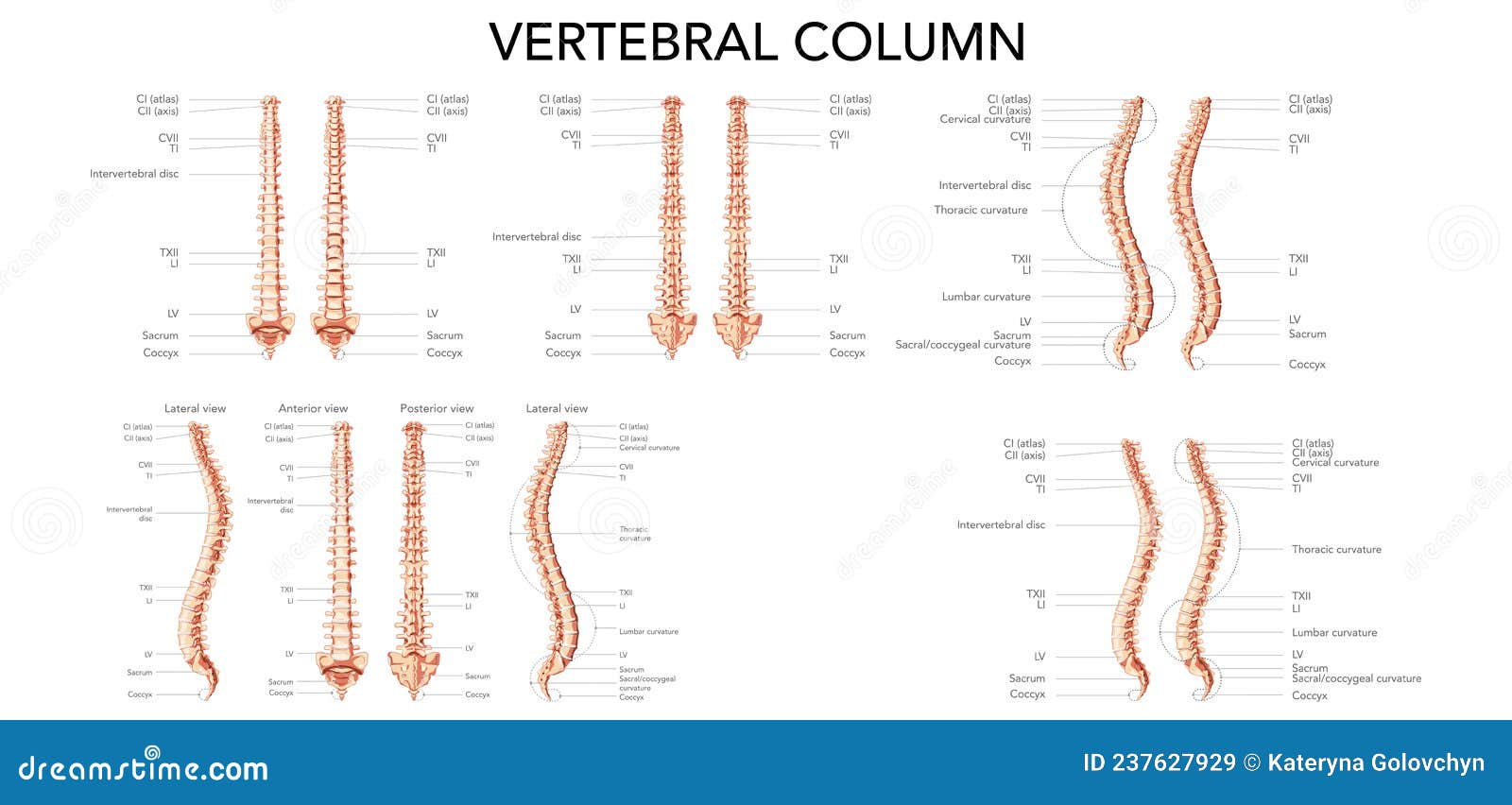 Human Vertebral Column In Front, Back With Skeleton Position, Spinal ...