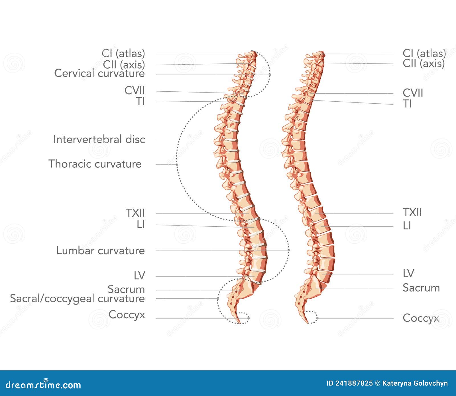 Human Vertebral Column Front Back Side View With Partly Transparent ...