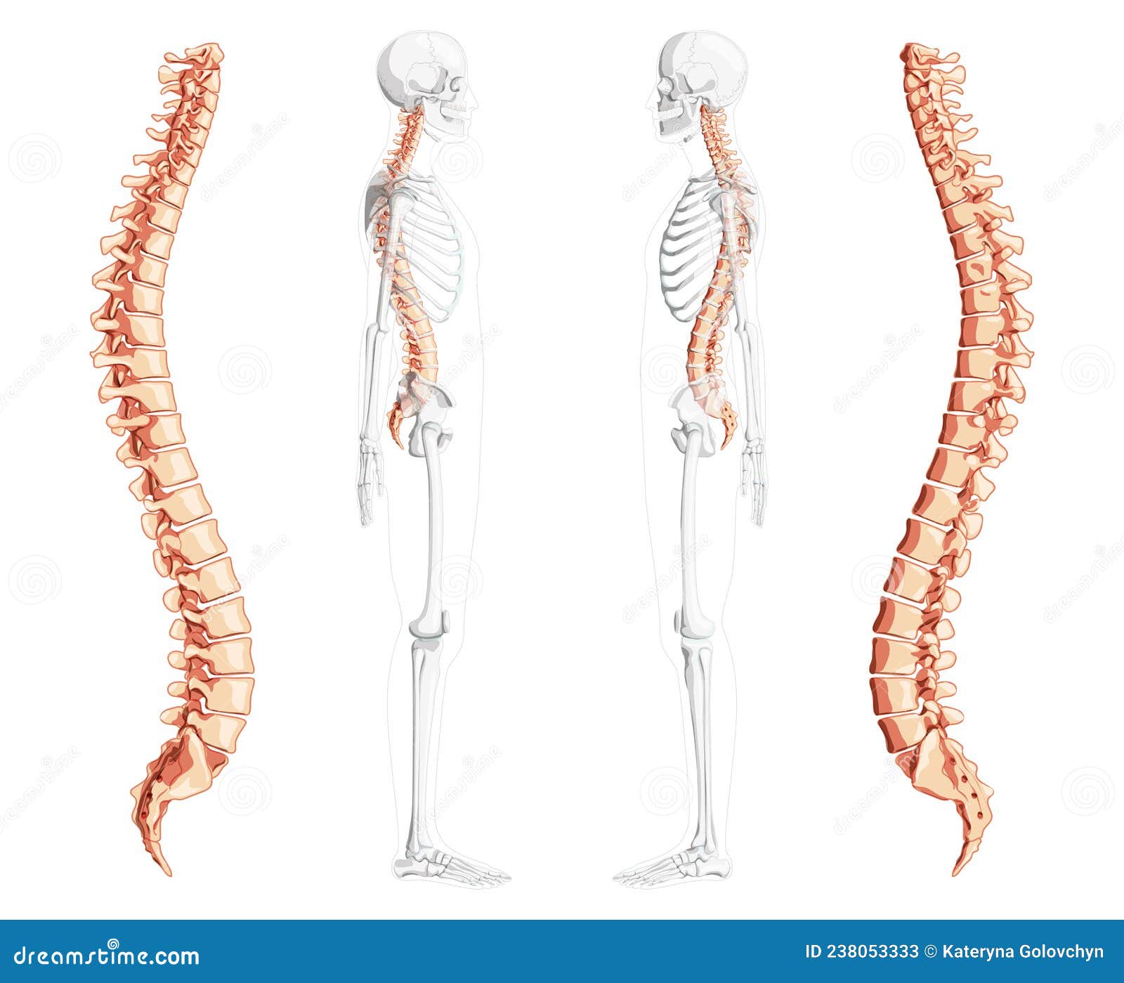 Human Vertebral Column Side View With Partly Transparent Skeleton ... Human Vertebral Column Side View With Partly Transparent Skeleton ...
