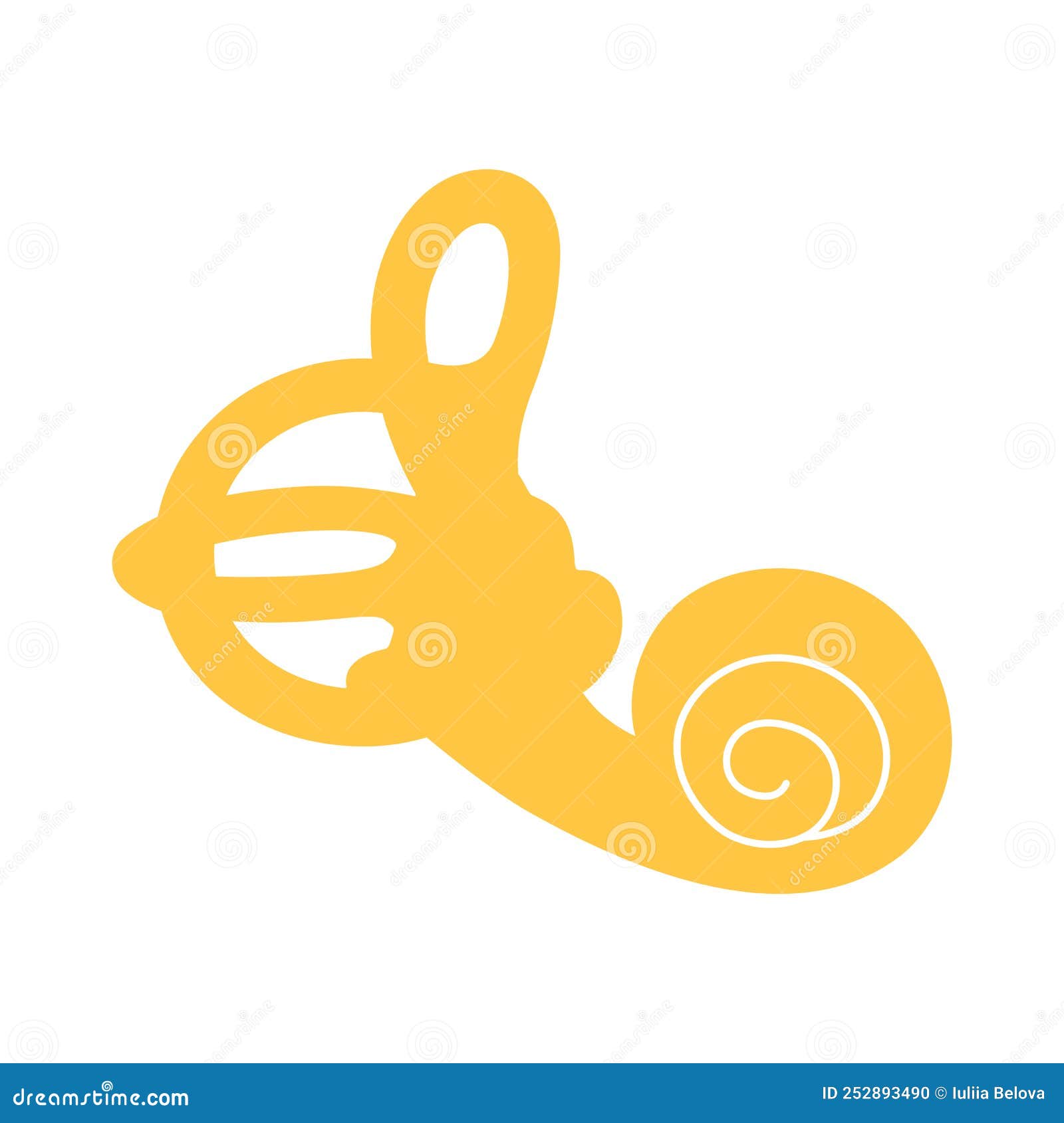 Human Vestibular Apparatus. The Cochlea Of The Vestibular Apparatus ...