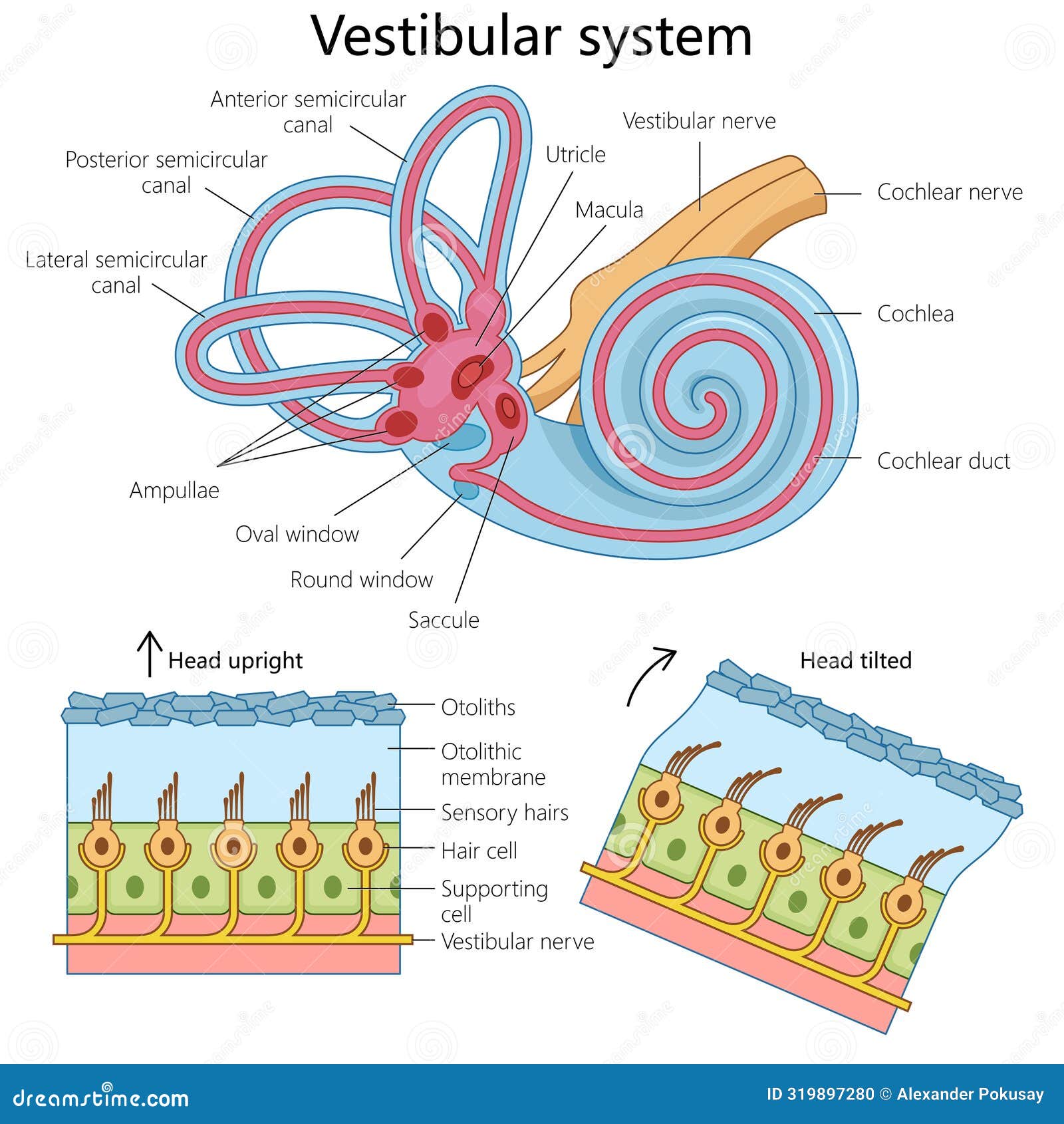 Diagram of the Human Vestibular System Raster Stock Illustration ... Diagram of the Human Vestibular System Raster Stock Illustration ...