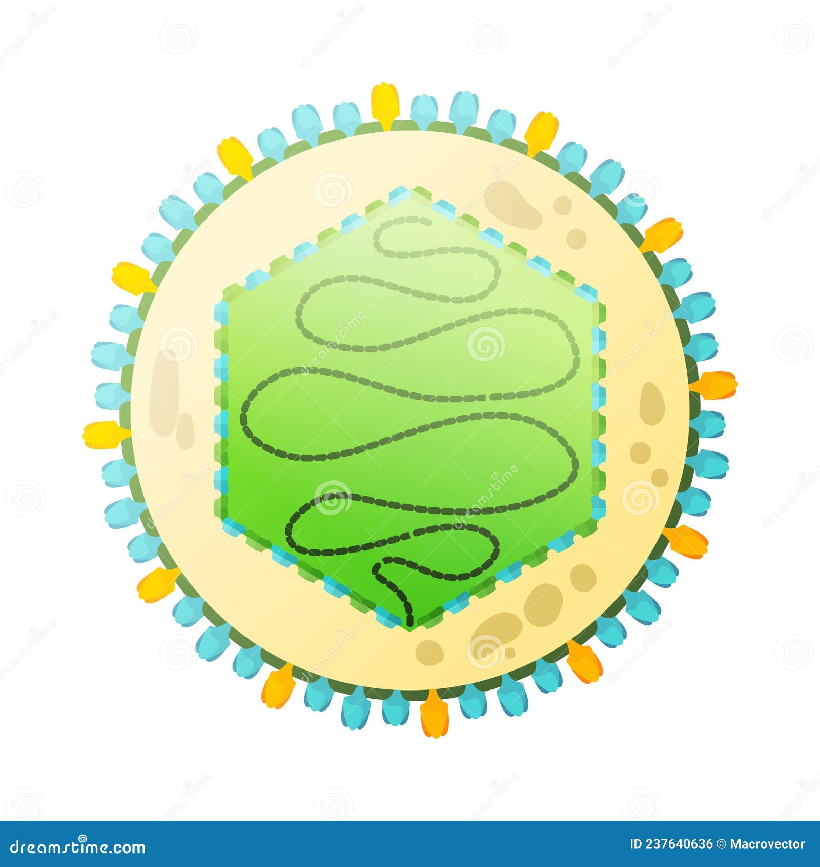 Herpes Human Virus Composition Stock Vector - Illustration of type ...