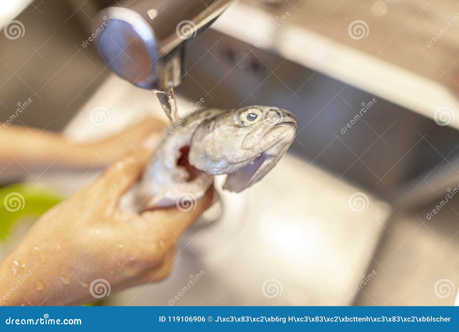 Human Washes a Fresh Fish Under Water Stock Photo - Image of diet ...