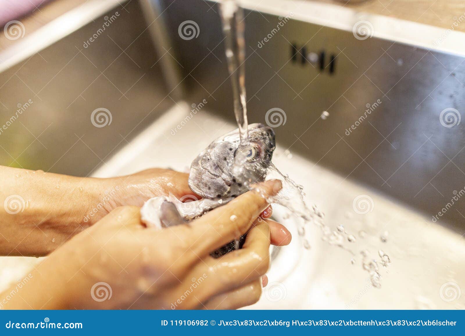 Human Washes a Fresh Fish Under Water Stock Photo - Image of kitchen ...
