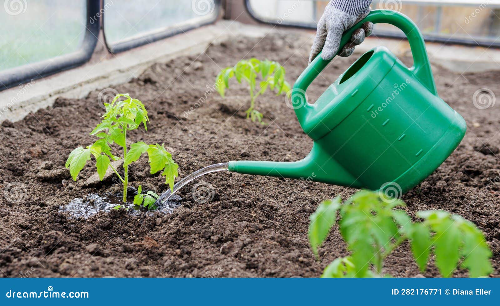 Human Watering Tomatoes with a Watering Can in the Garden Stock Image ...