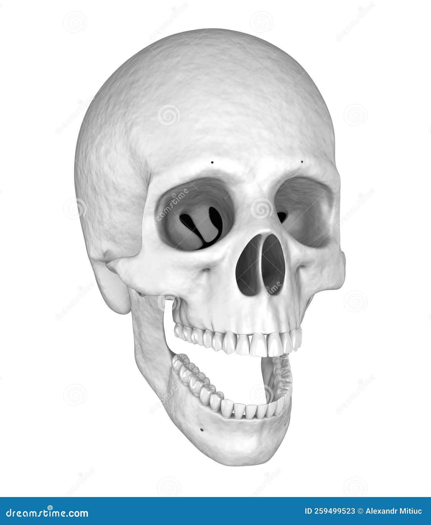 Human White Scull. 3D Illustration Stock Illustration - Illustration of ...