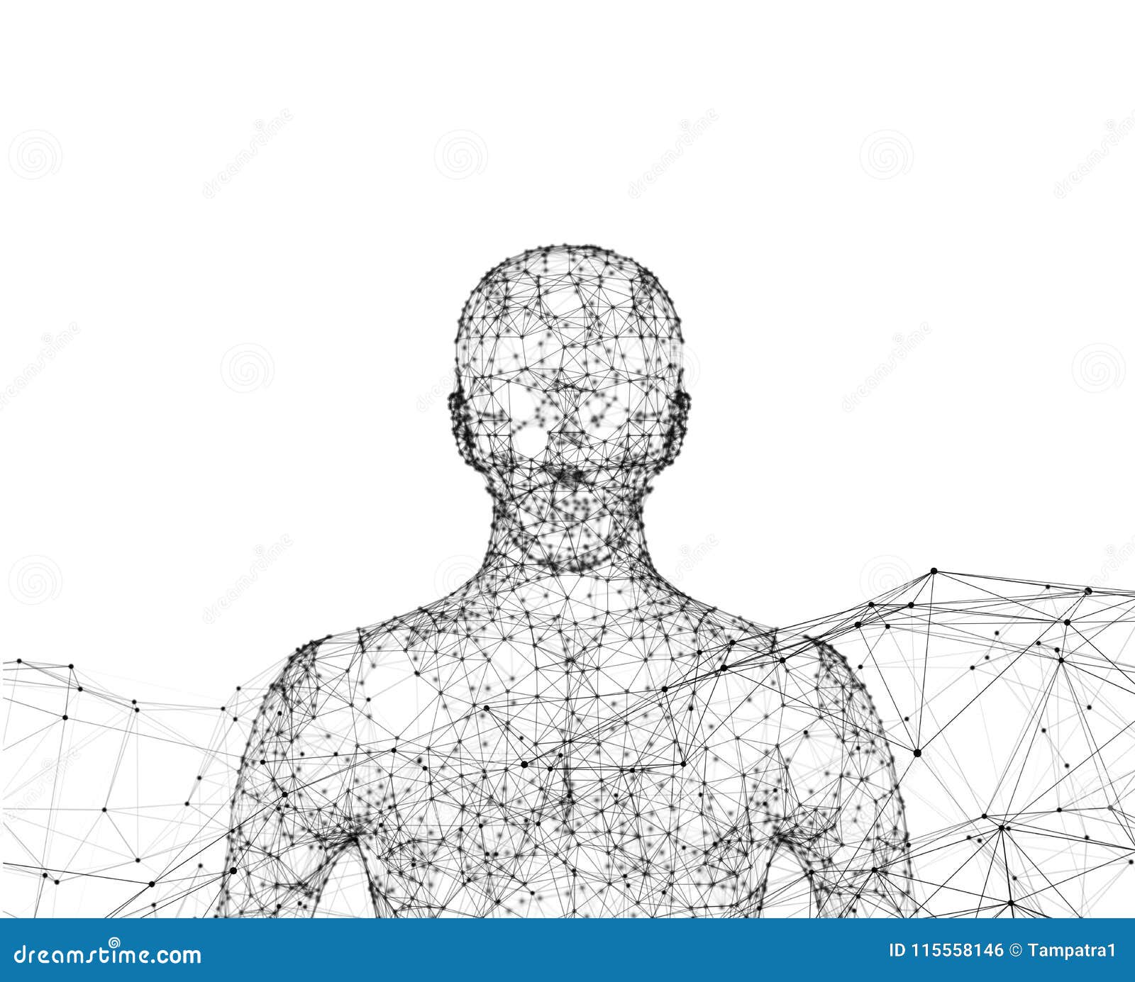 Human. Wireframe Model with Connection Lines on White Background Stock ...
