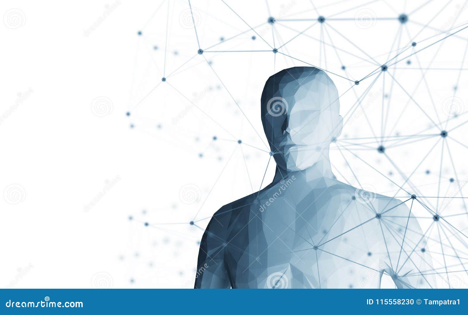 Human. Wireframe Model with Connection Lines on White Background Stock ...