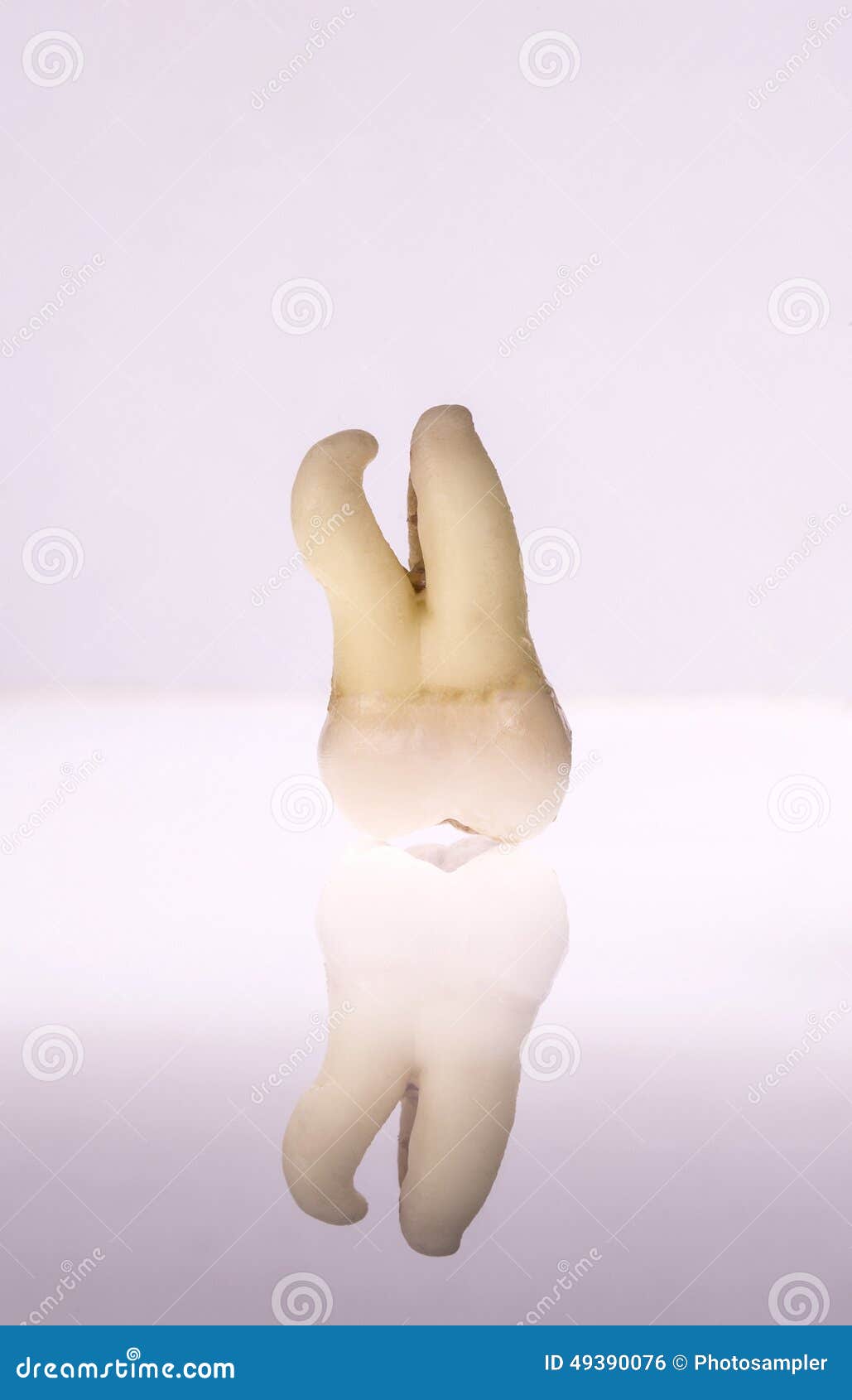 Human wisdom tooth stock photo. Image of closeup, enamel - 49390076