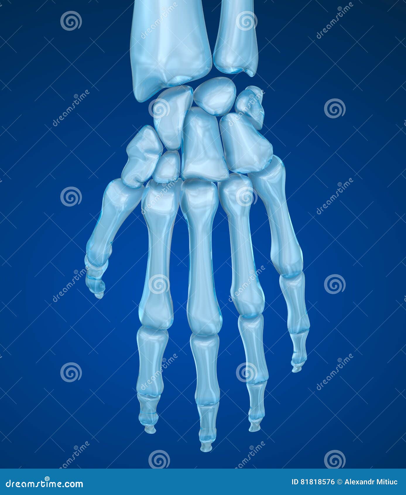 Human wrist anatomy stock illustration. Illustration of human - 81818576