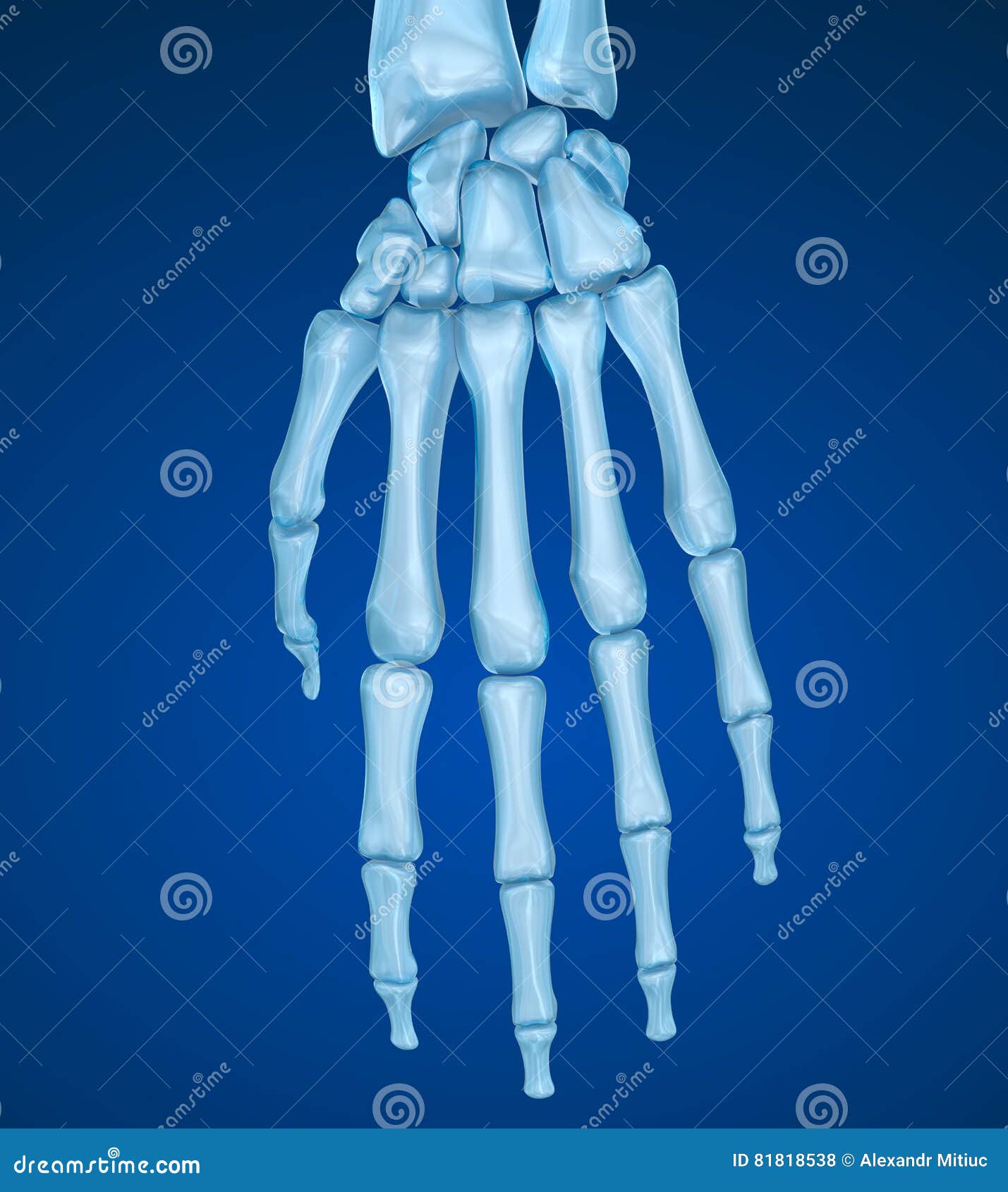 Human Wrist Anatomy. Medically Accurate Illustration Stock Illustration ...