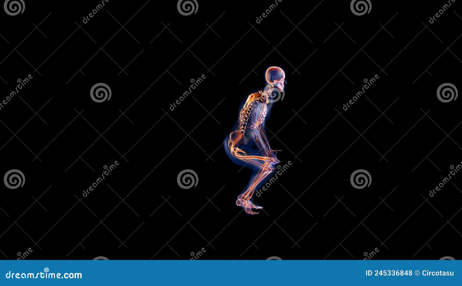 Skeleton Human Weight Lifting Work Sport Bar Bells Lifting Heavy ...