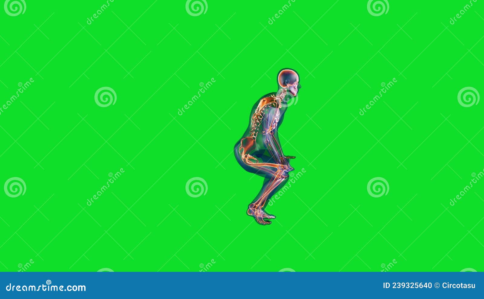 Skeleton Human Weight Lifting Work Sport Bar Bells Lifting Heavy ...