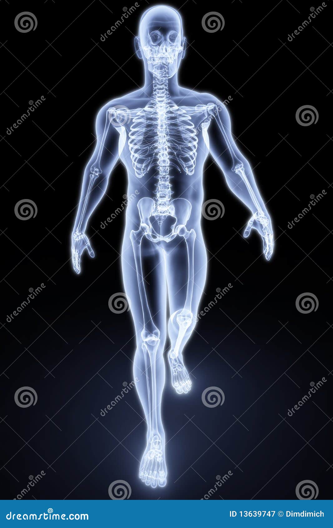 Human xray stock illustration. Illustration of training - 13639747