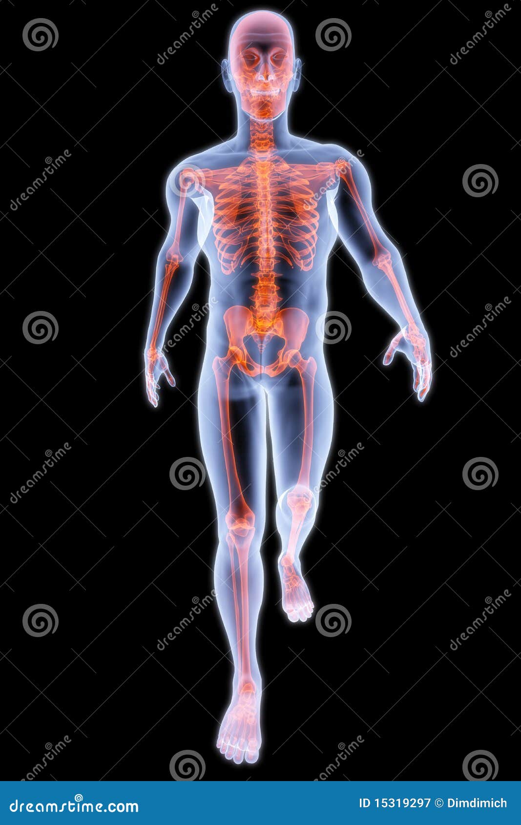 Human xray stock illustration. Illustration of physical - 15319297