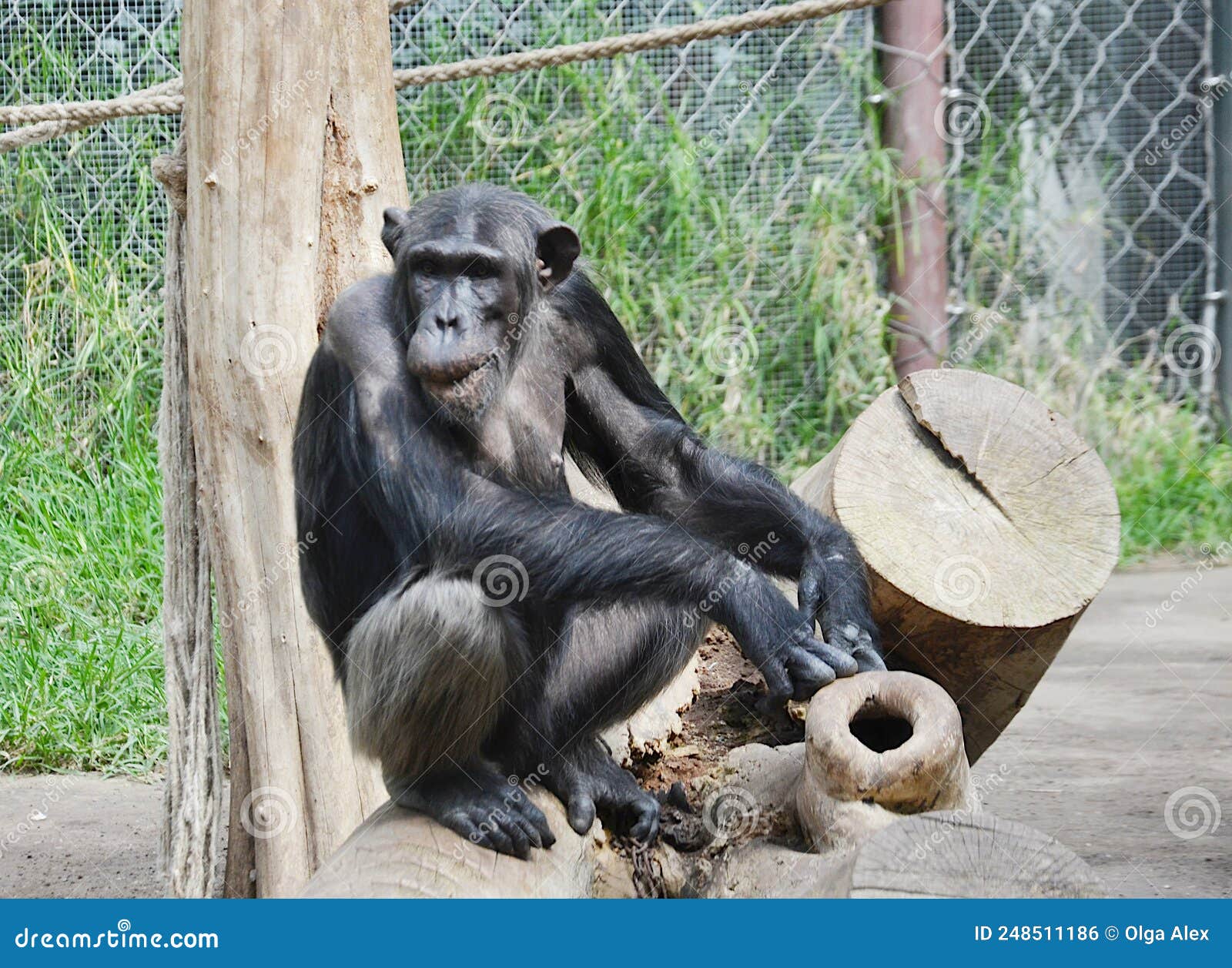 Chimpanzees in Search of Food Stock Photo - Image of father ...