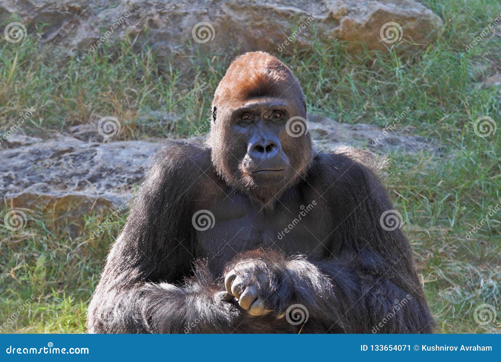 Humanoid gorilla stock image. Image of gorilla, wildlife - 133654071