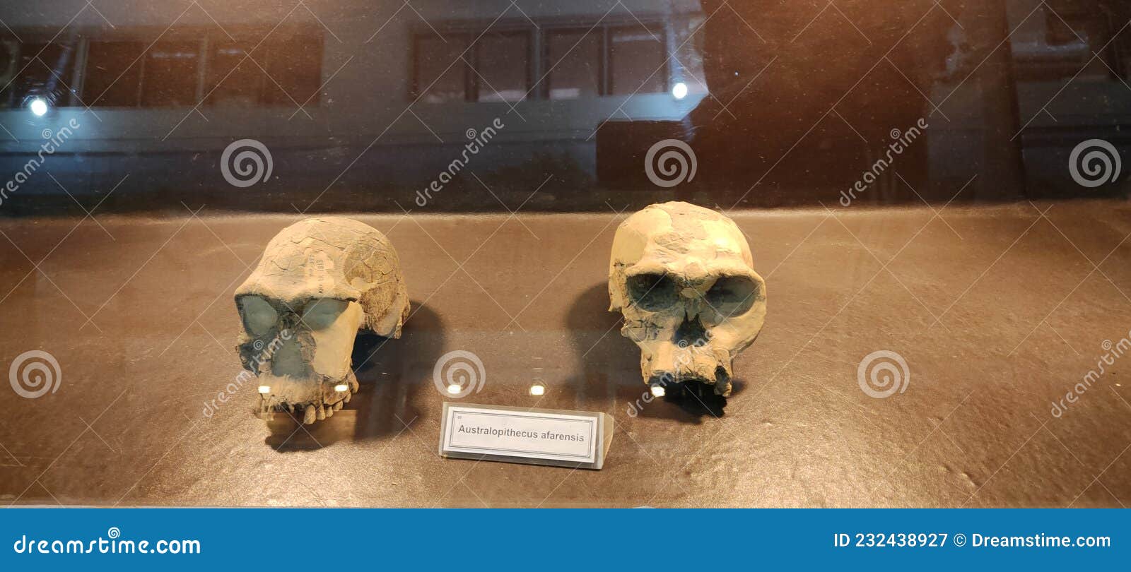 Humans early skeleton editorial photography. Image of temple - 232438927