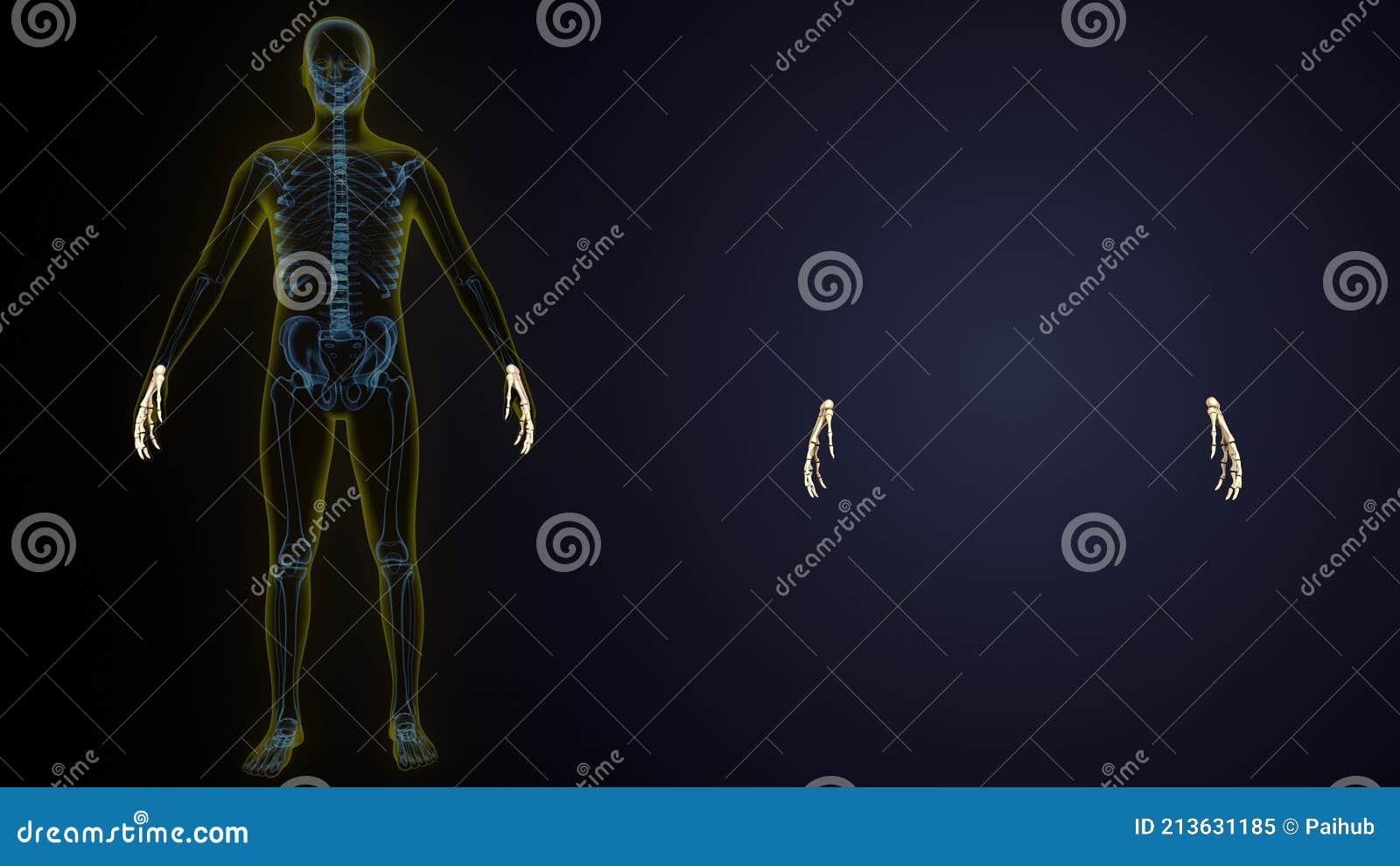 3d Rendered Of A Human Skeletal Hand Anatomy. Royalty-Free Stock Photo ...
