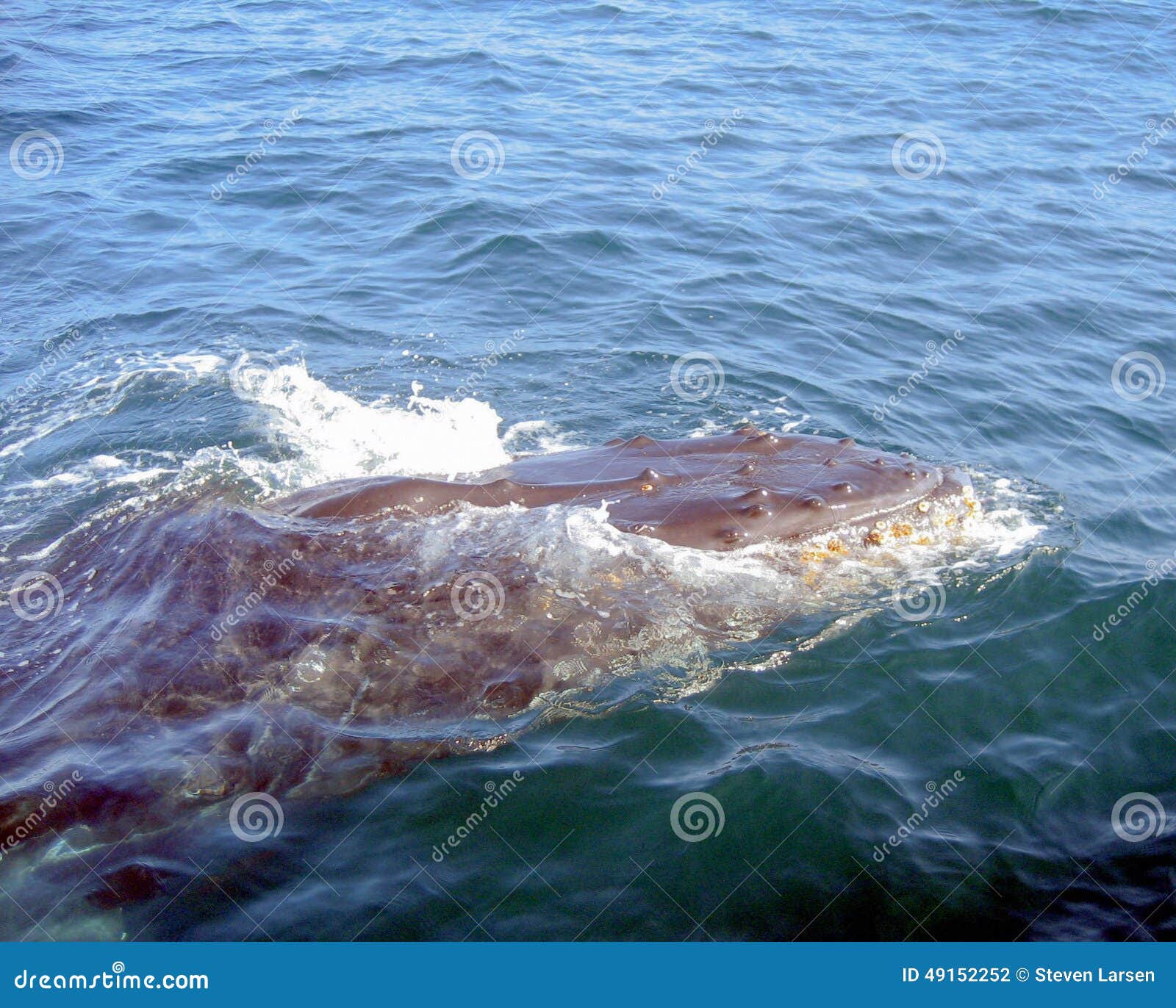 Humback Whale with Barnacles Stock Photo - Image of blue, water: 49152252