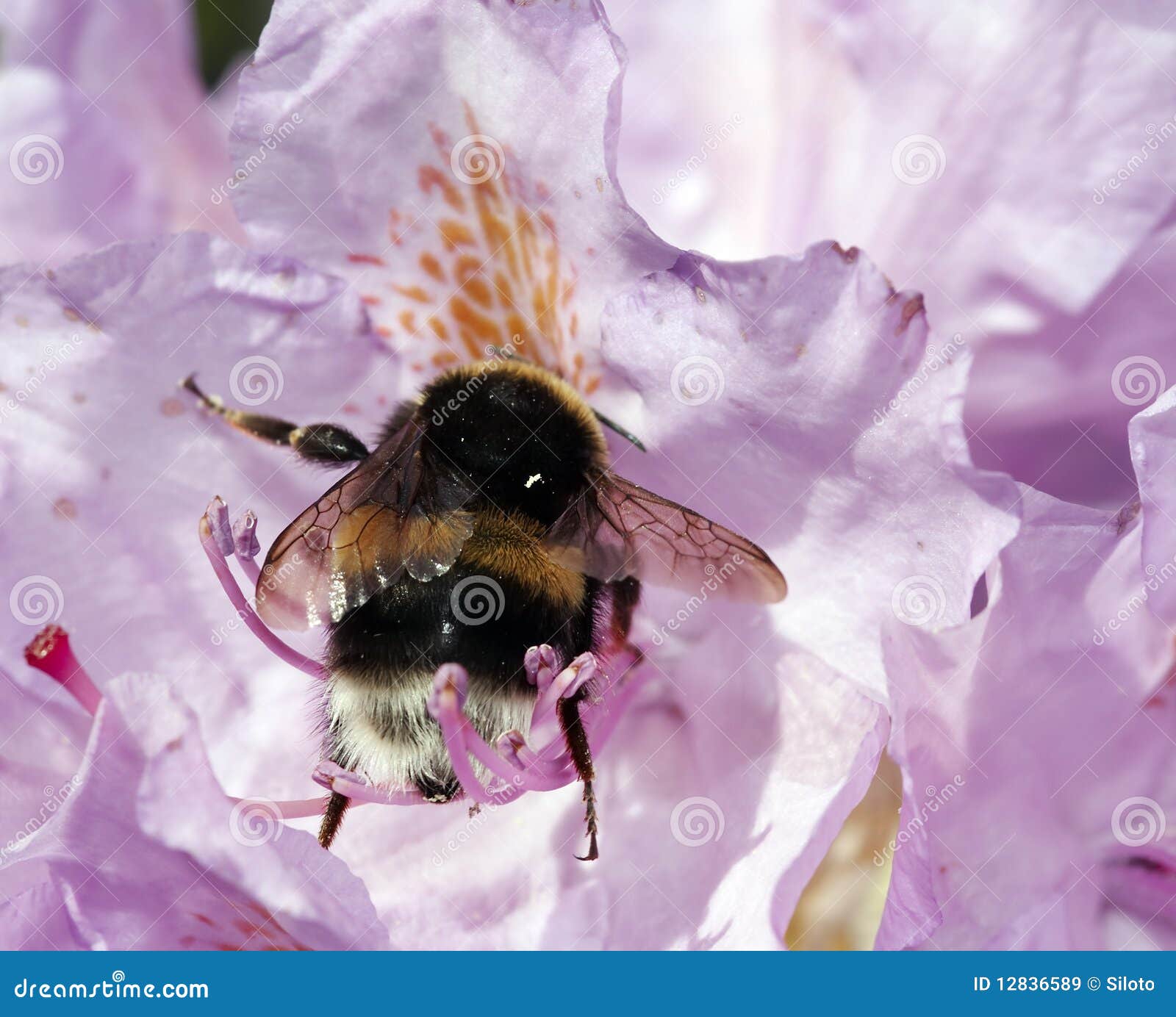 Humble bee in the bloom stock image. Image of carpel - 12836589