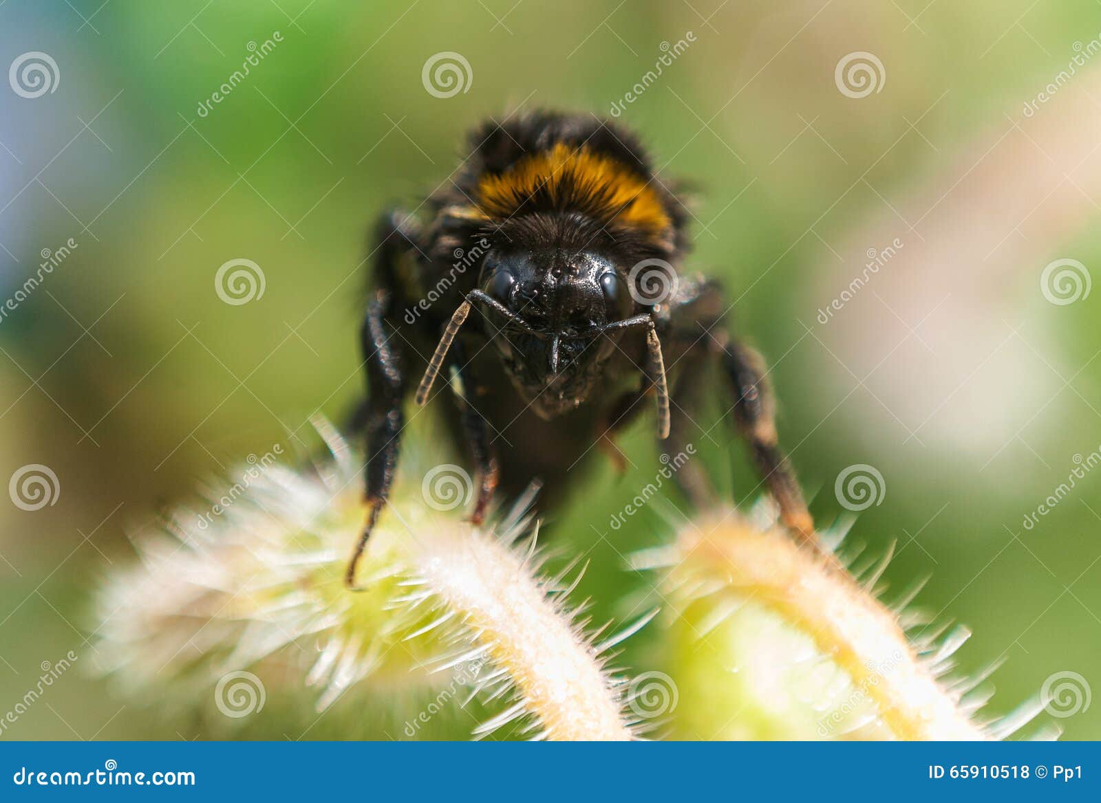 Bumble Bee Bumblebee Close Up Stock Photo - Image of aroma, leaves ...