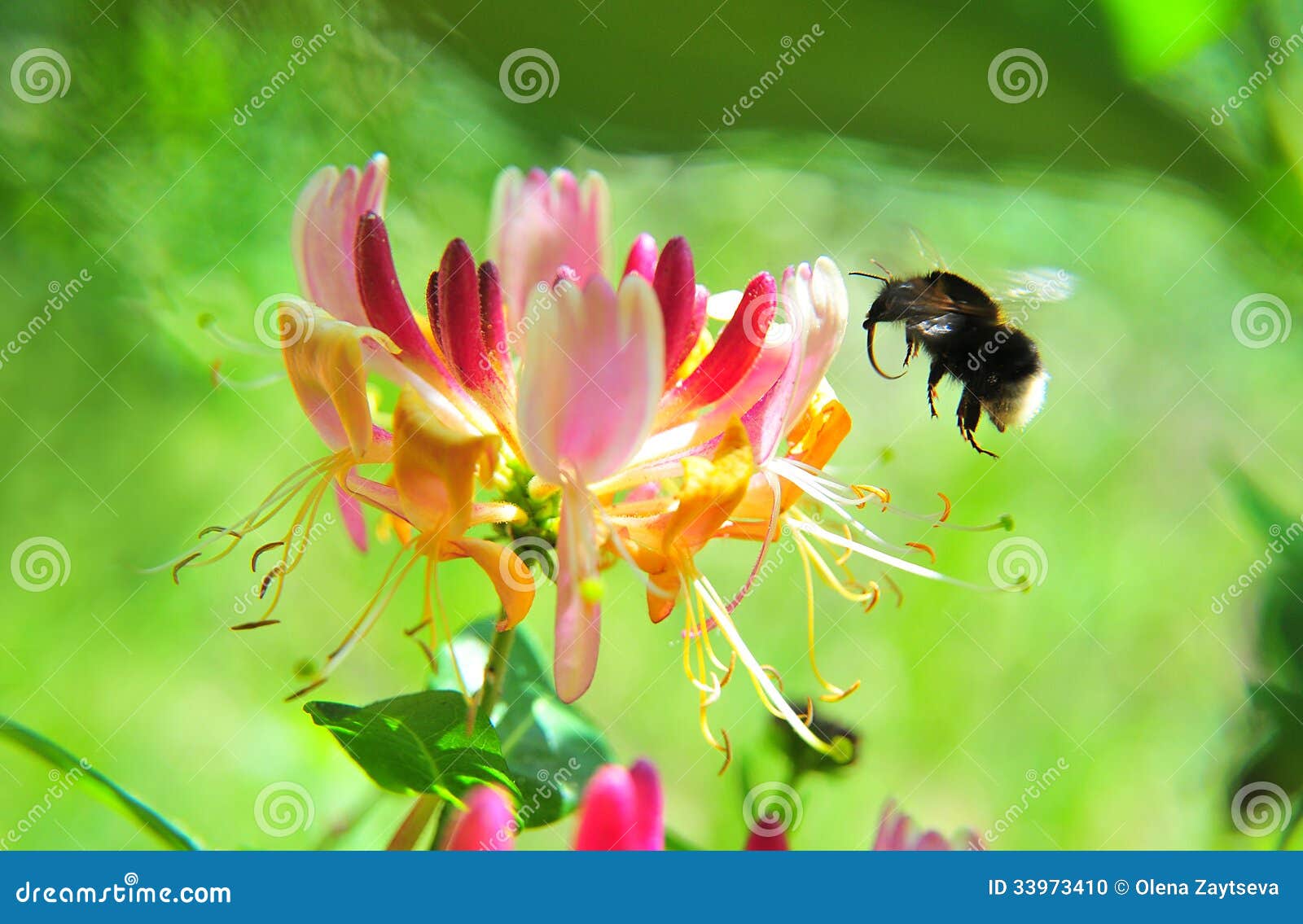 Humble bee stock photo. Image of garden, forest, nature - 33973410
