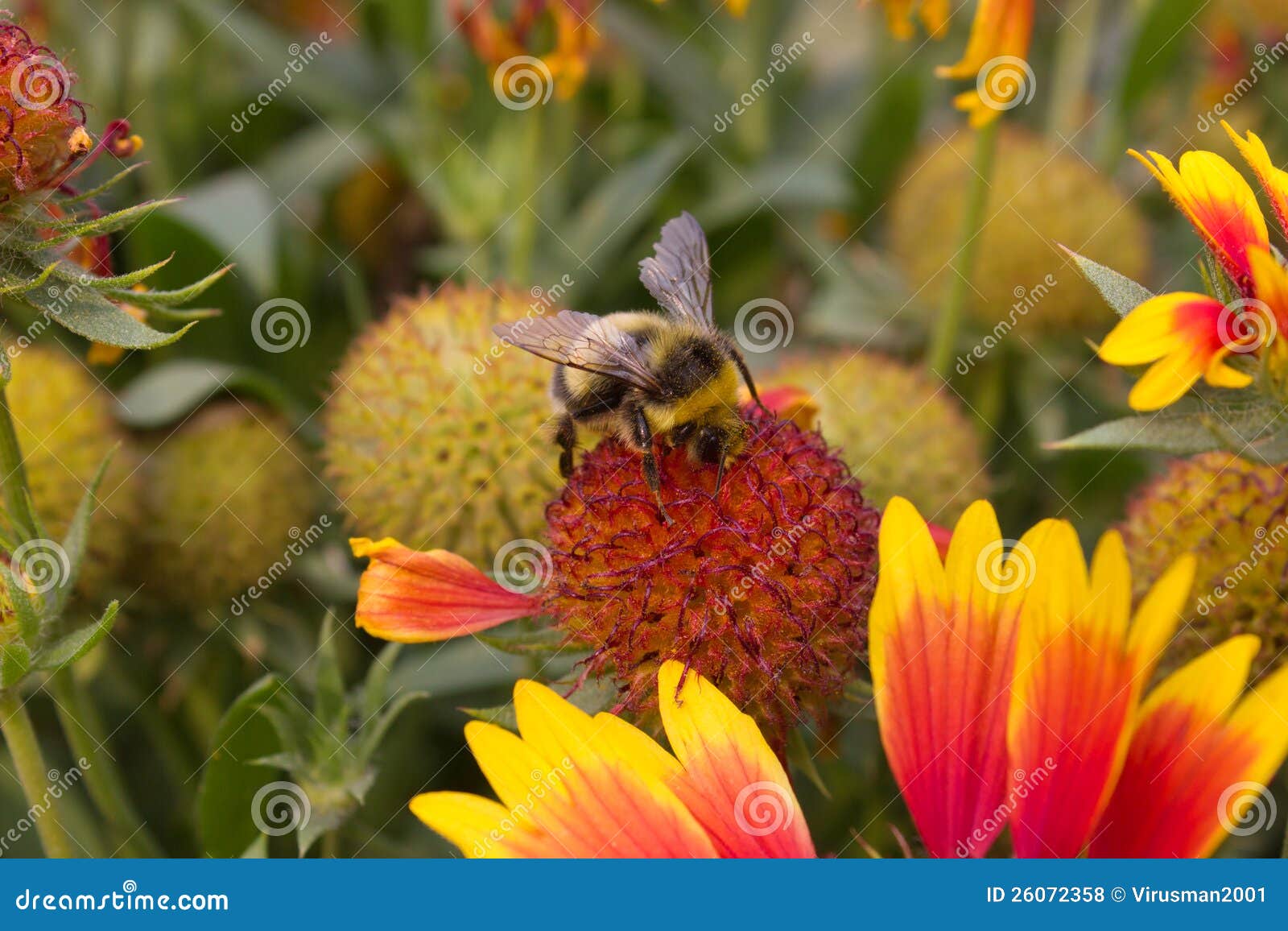 Humble-bee Searching for Nectar Stock Photo - Image of beautiuful ...