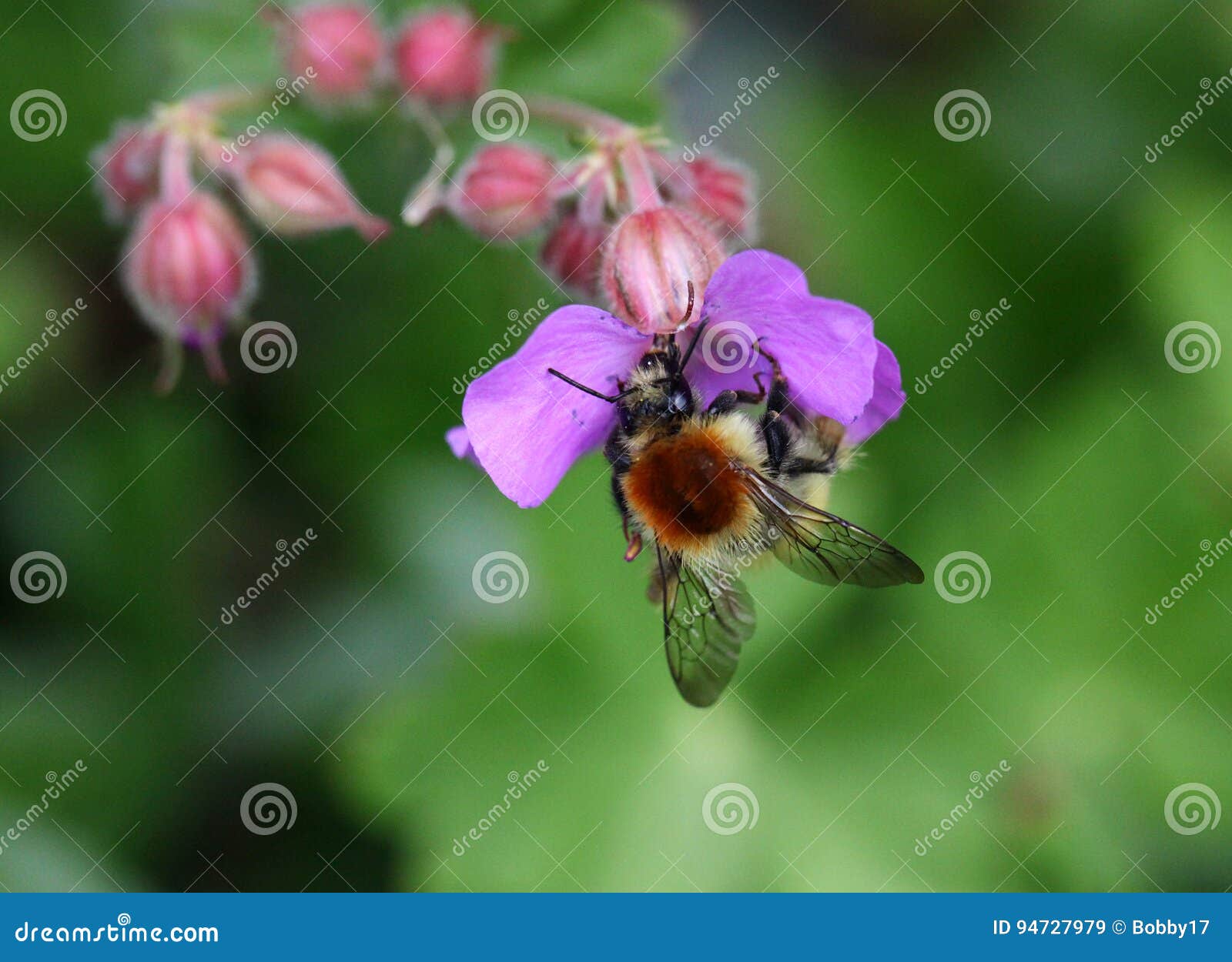 Humble bee stock image. Image of flower, flowers, detail - 94727979