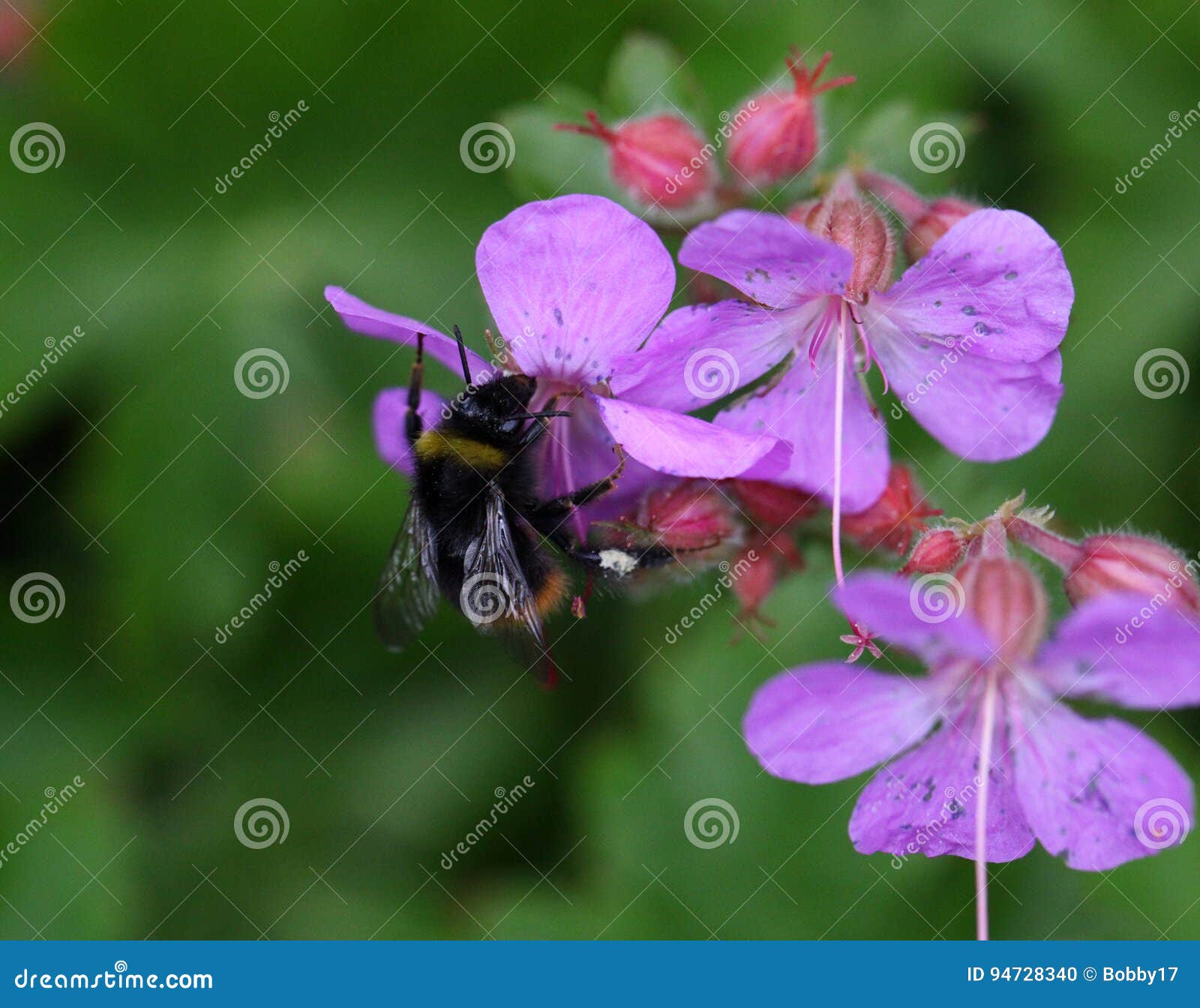 Humble bee stock photo. Image of bumble, little, colorful - 94728340