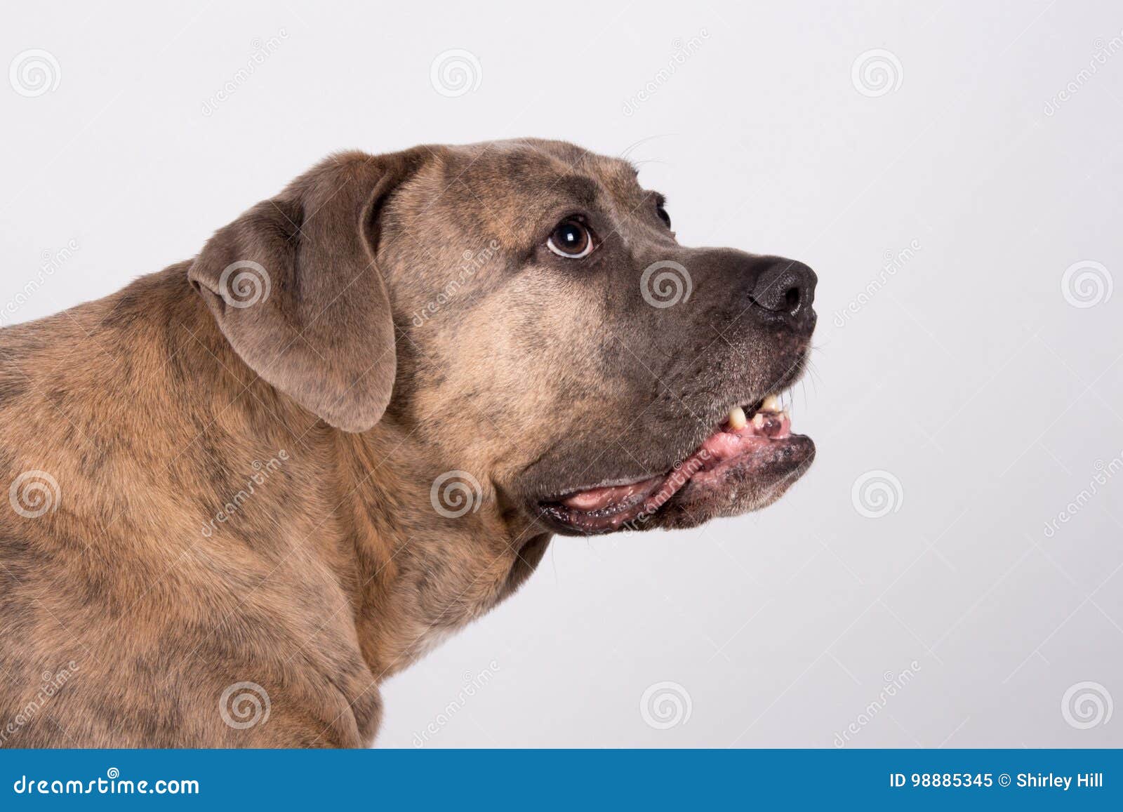 A humble dog stock image. Image of eyes, indoors, studio - 98885345