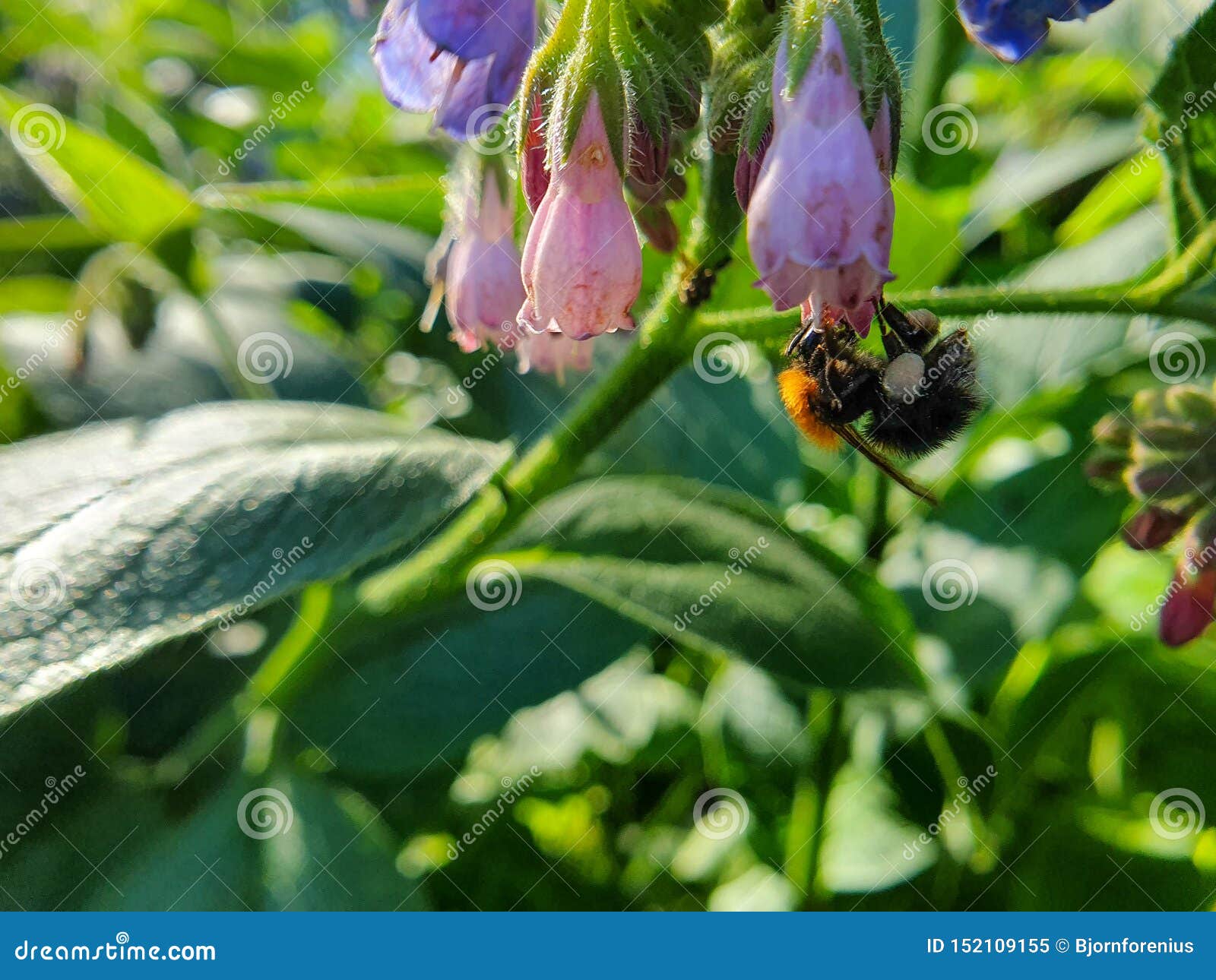 Humblebee, Bumblebee Pollinate Pink Wild Flowers Stock Image - Image of ...