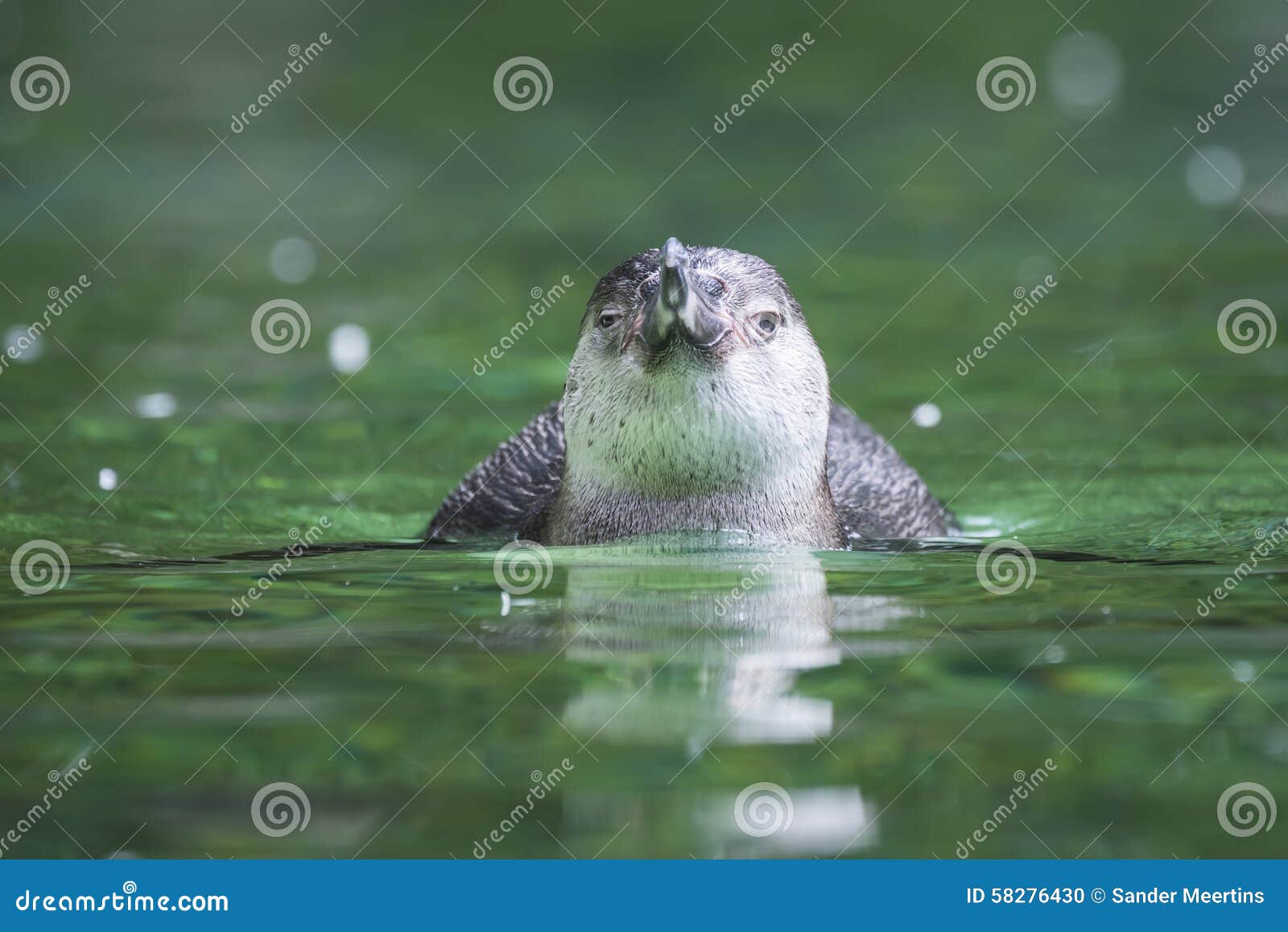 Humboldt Penguin Front View Stock Photo - Image of humor, humboldt ...