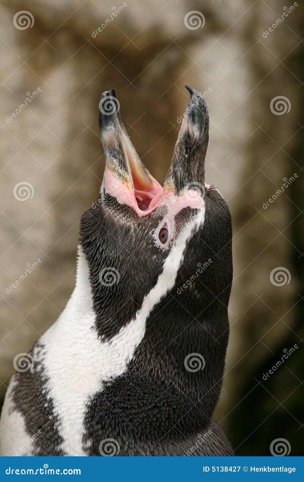 Humboldt penguin screaming stock image. Image of wildlife - 5138427