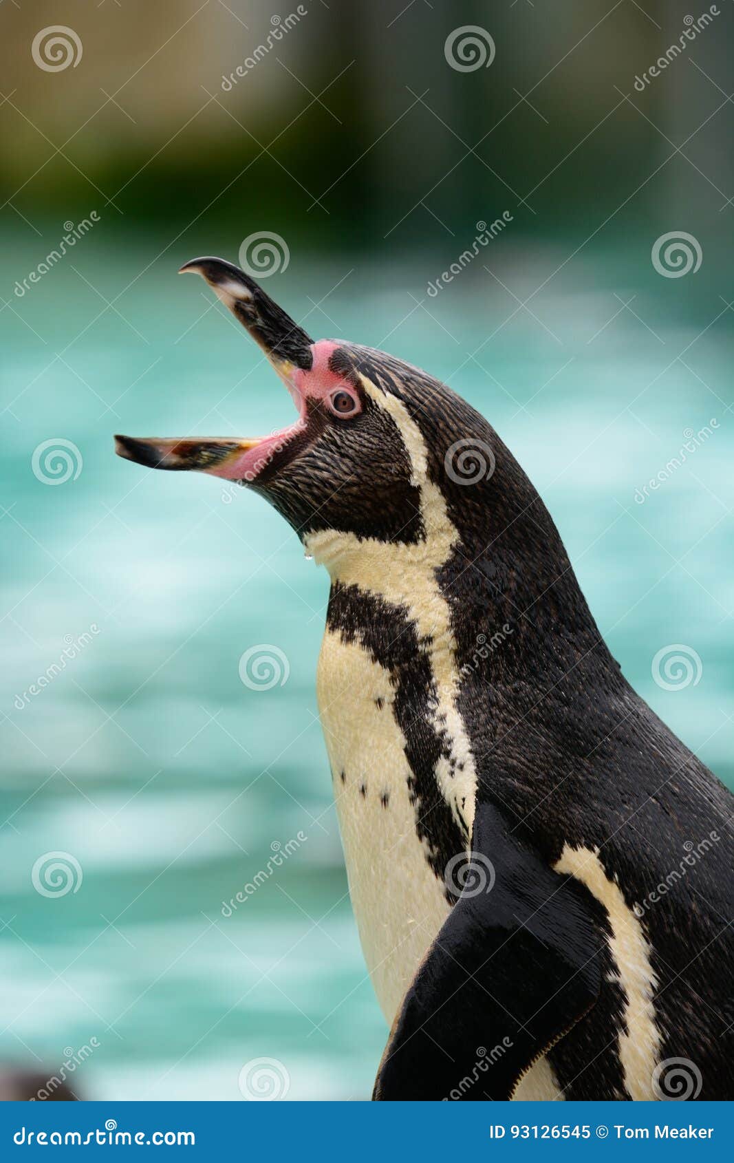 Humboldt penguin squawking stock image. Image of penguin - 93126545
