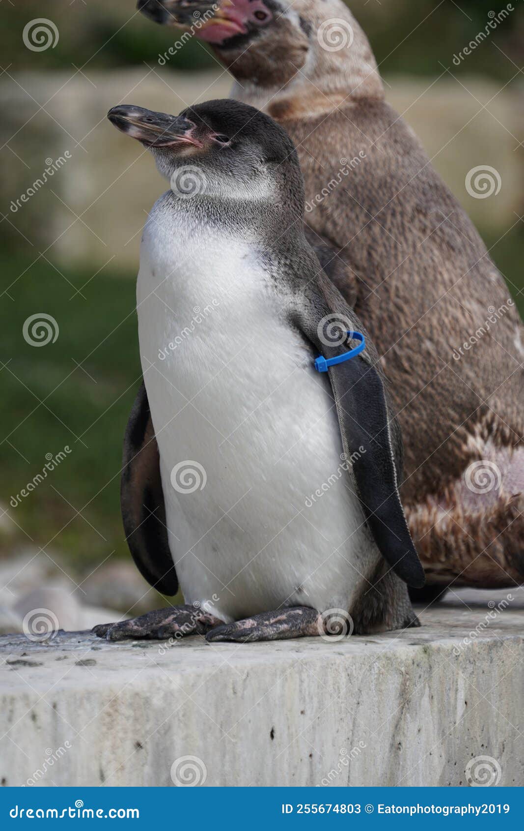 Humboldt Penguin in the Sun Stock Image - Image of face ...
