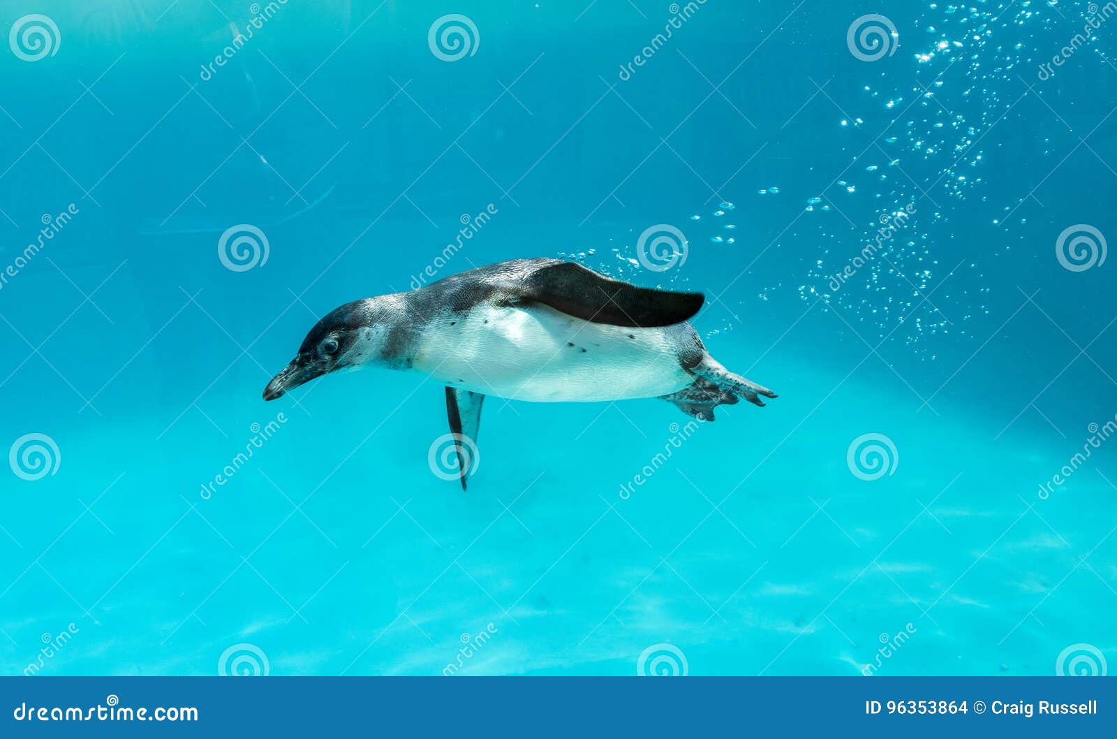 Humboldt Penguin stock photo. Image of nature, spheniscus - 96353864