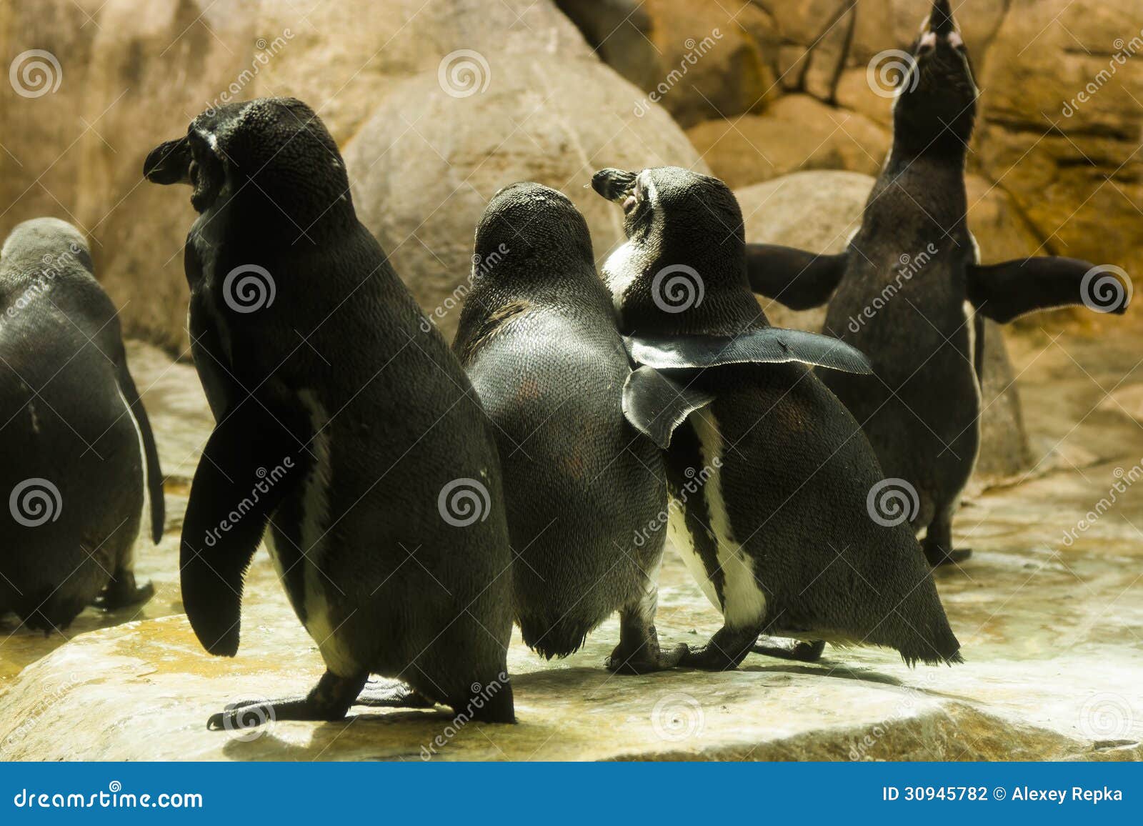 Humboldt penguins stock photo. Image of cooperation, alive - 30945782 Humboldt penguins stock photo. Image of cooperation, alive - 30945782
