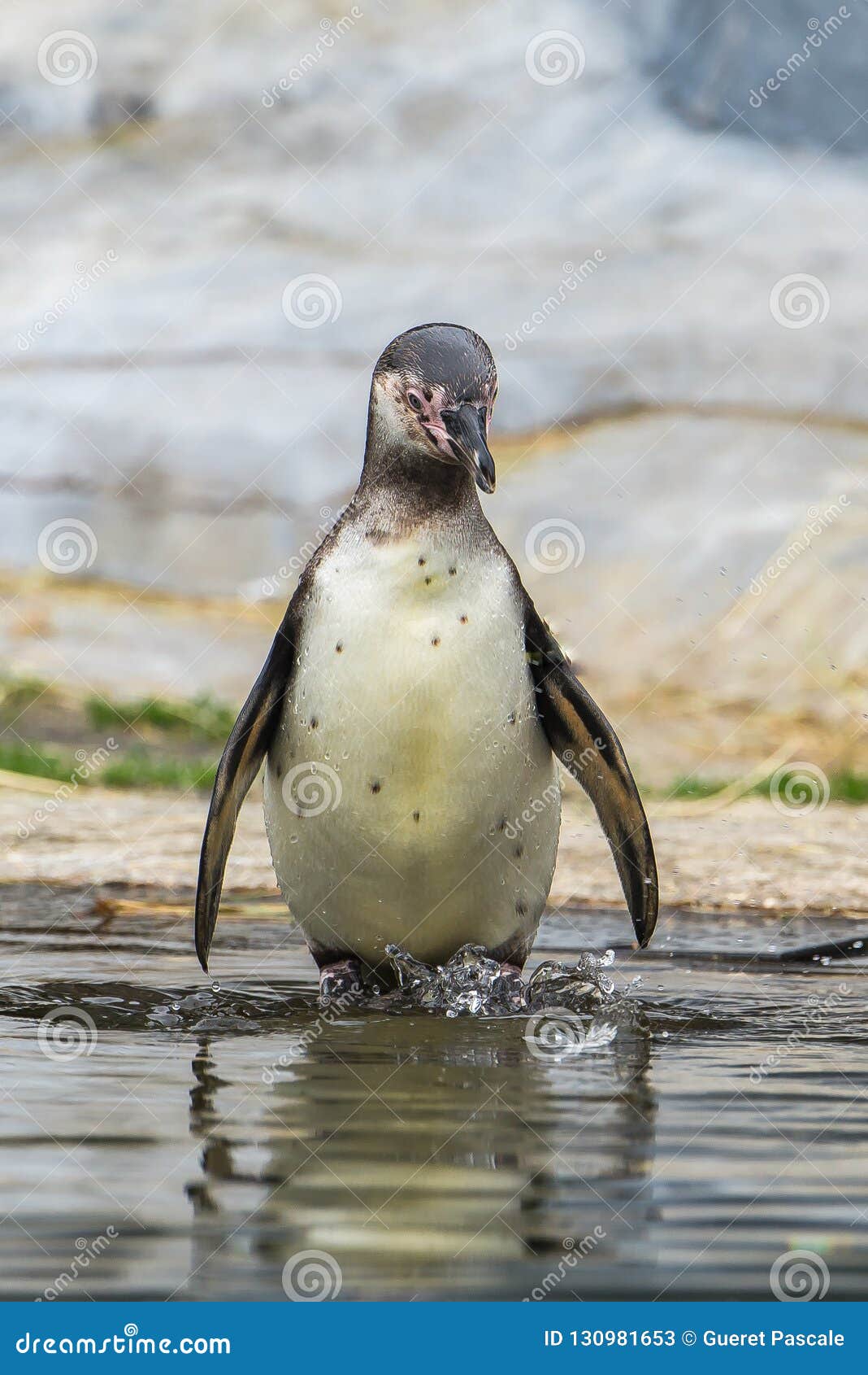 Humboldt pingvin fotografering för bildbyråer. Bild av avbrotts - 130981653
