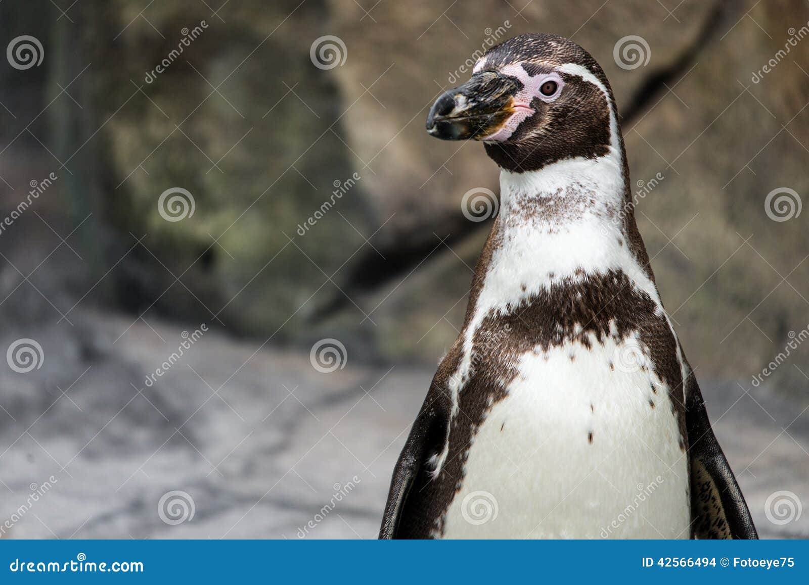 Humboldt pingvin arkivfoto. Bild av fjäder, angus, medf8ort - 42566494