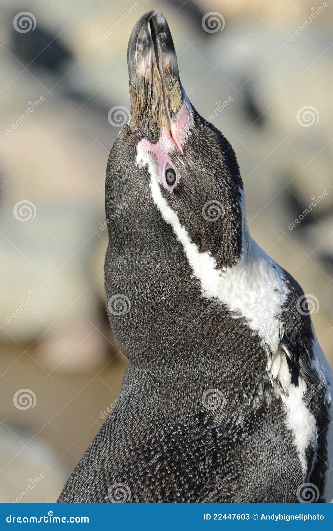 Humboldt s Penguin Call stock image. Image of humboldt - 22447603