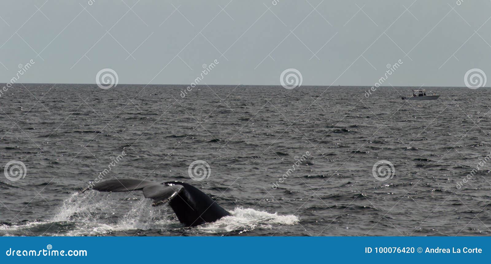 Cape Cod, Whale Diving in the Sea Stock Photo - Image of play, life ...