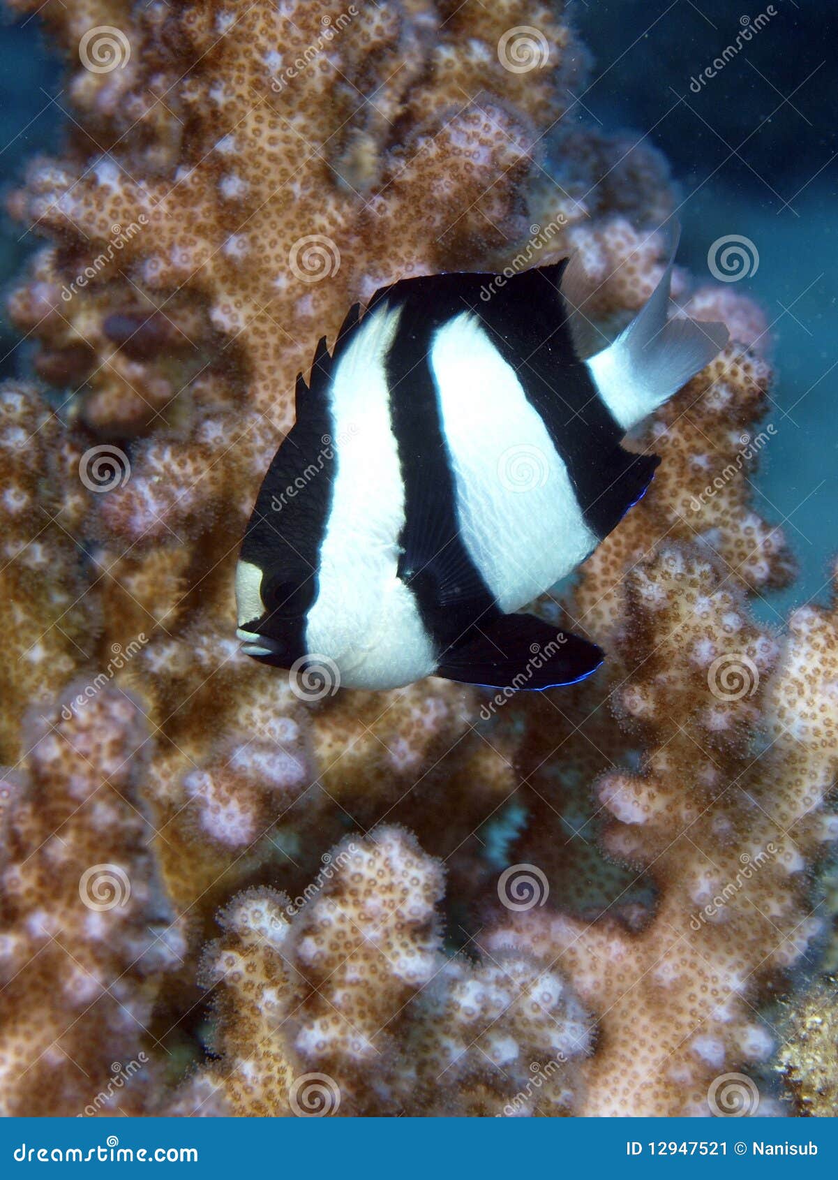 Damsel Fish Royalty-Free Stock Image | CartoonDealer.com #31191136