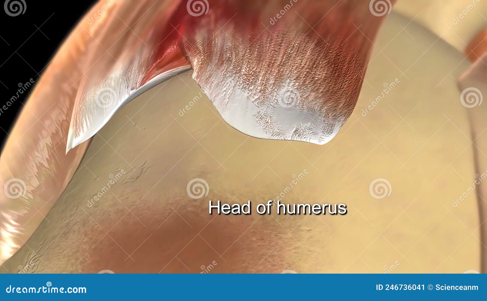 The Humeral Head is the Articular Surface of the Upper Extremity, Which ...