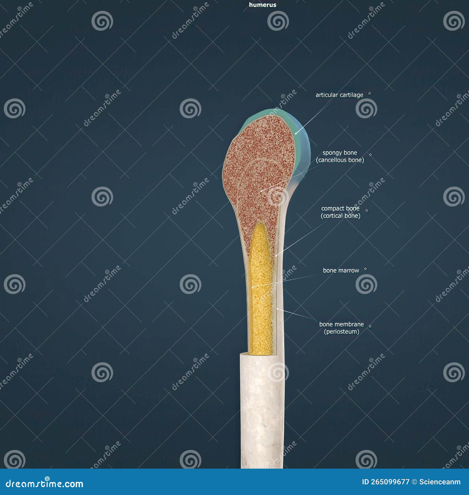 The Humerus Also Known As the Upper Arm Bone is a Long Bone that Runs ...