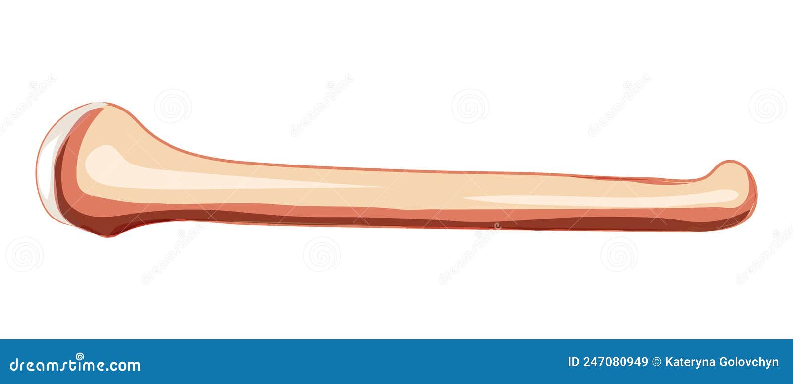 Humerus Arm Skeleton Human Side Lateral View. Anatomically Correct 3D ...