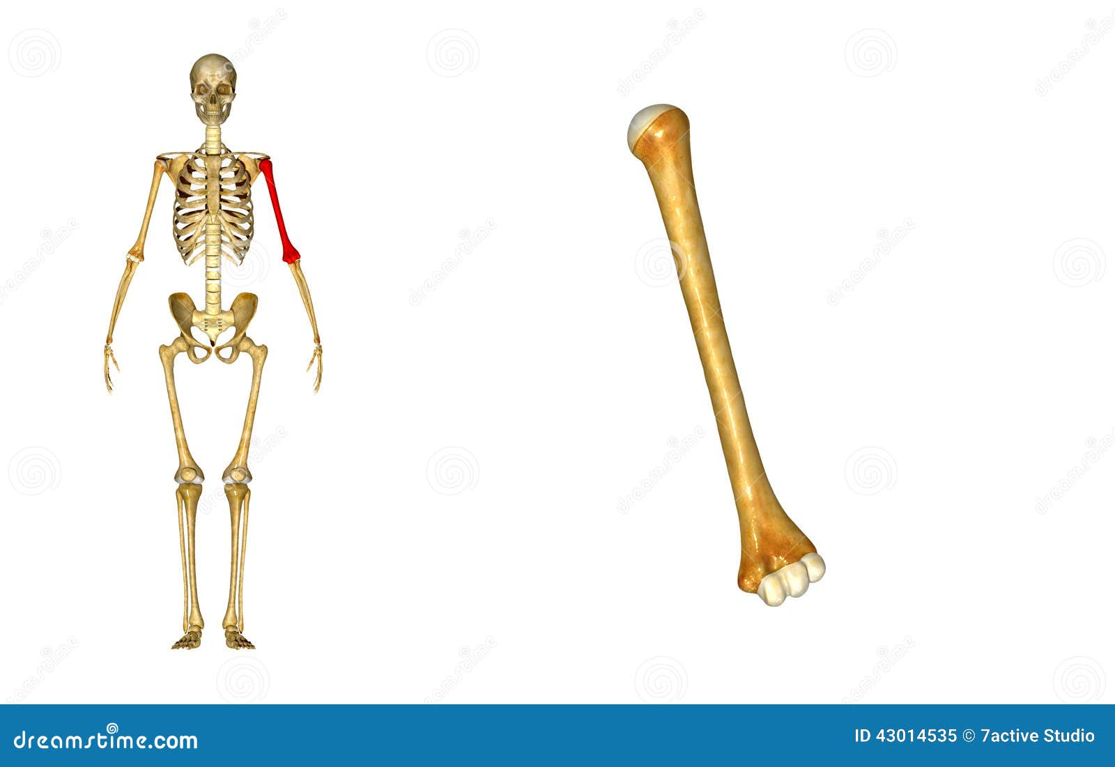 Humerus bone stock illustration. Illustration of fossa - 43014535