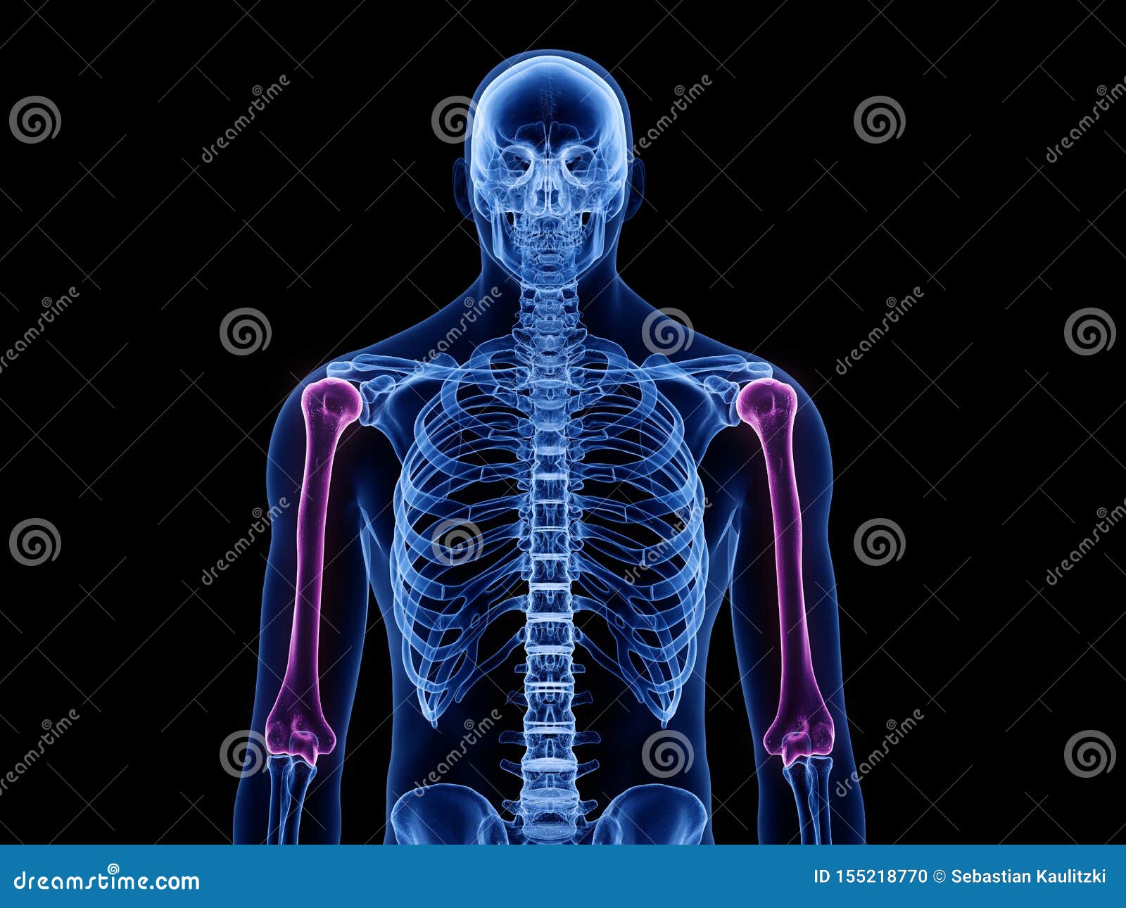 Humerus Bone Labeled Vector Illustration Diagram | CartoonDealer.com ...