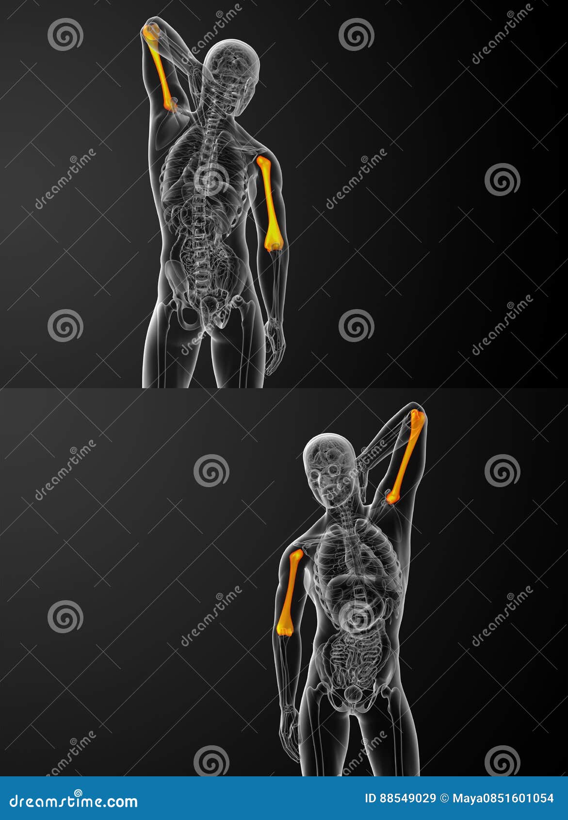 Humerus bone stock illustration. Illustration of computer - 88549029